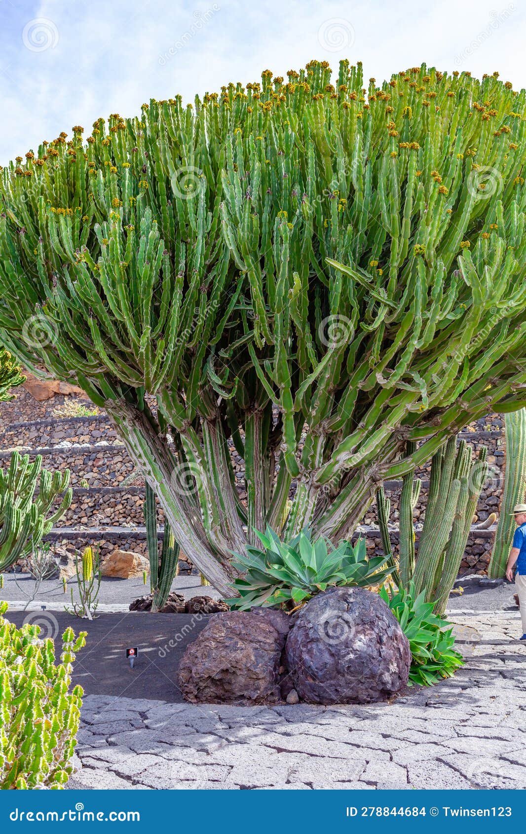 Tall Cactus. Cactus Tree in the Park. Stone Hill Stock Photo - Image of ...