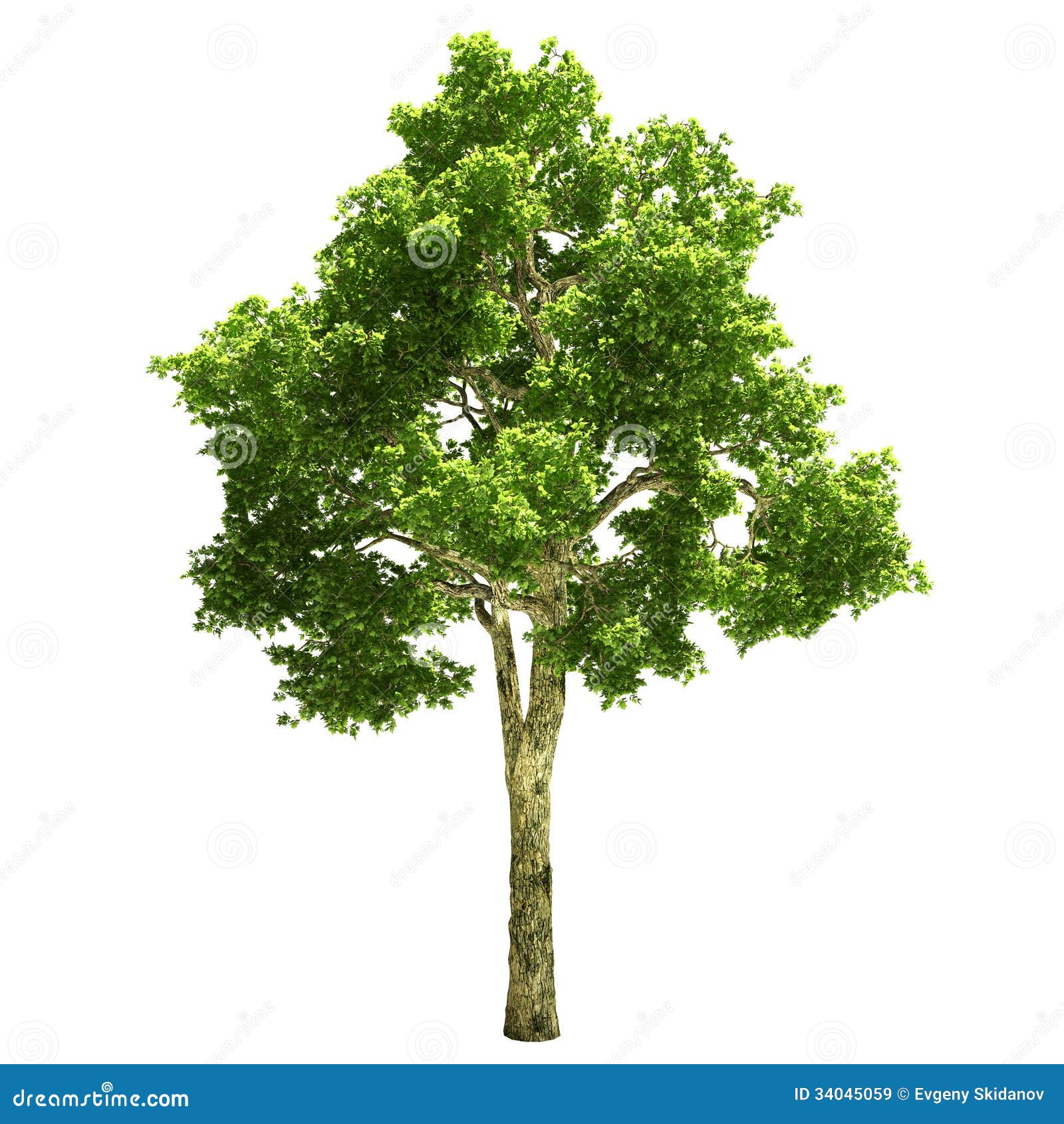 Tall Canadian Maple Tree Isolated Royalty Free Stock Images - Image ...