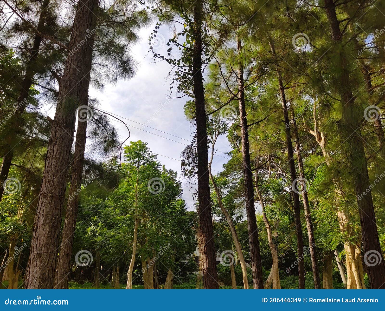 Tall Century-old Trees in the Philippine Forest Stock Image - Image of ...