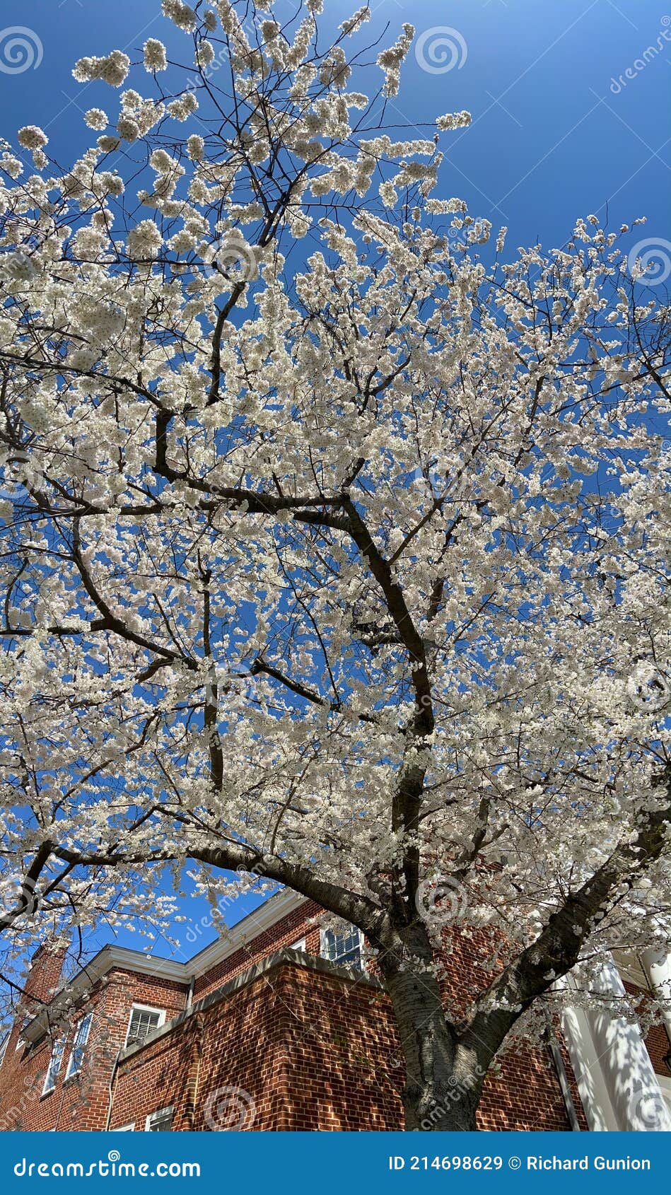 Tall Cherry Blossom Tree in Full Bloom in Spring Stock Image - Image of ...