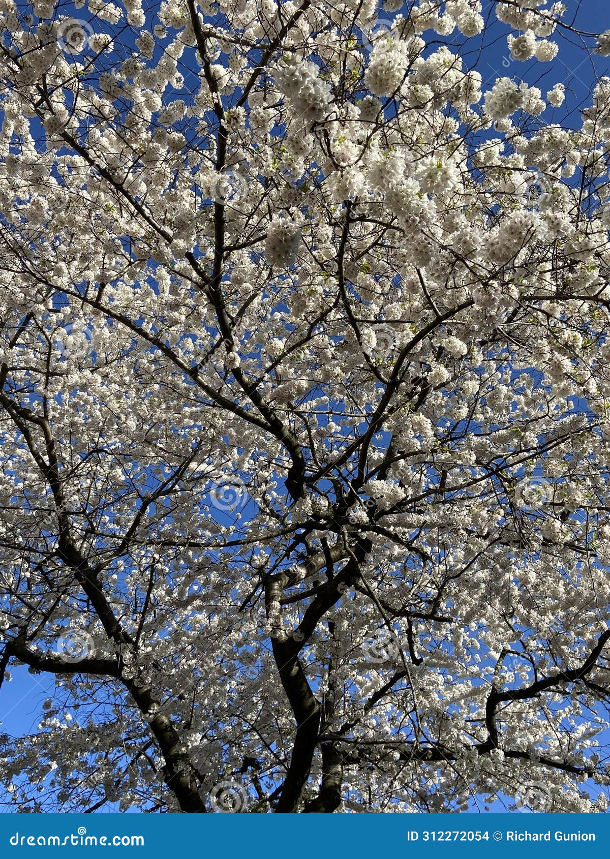 Tall Cherry Blossom Tree in Late March Stock Photo - Image of cherry ...