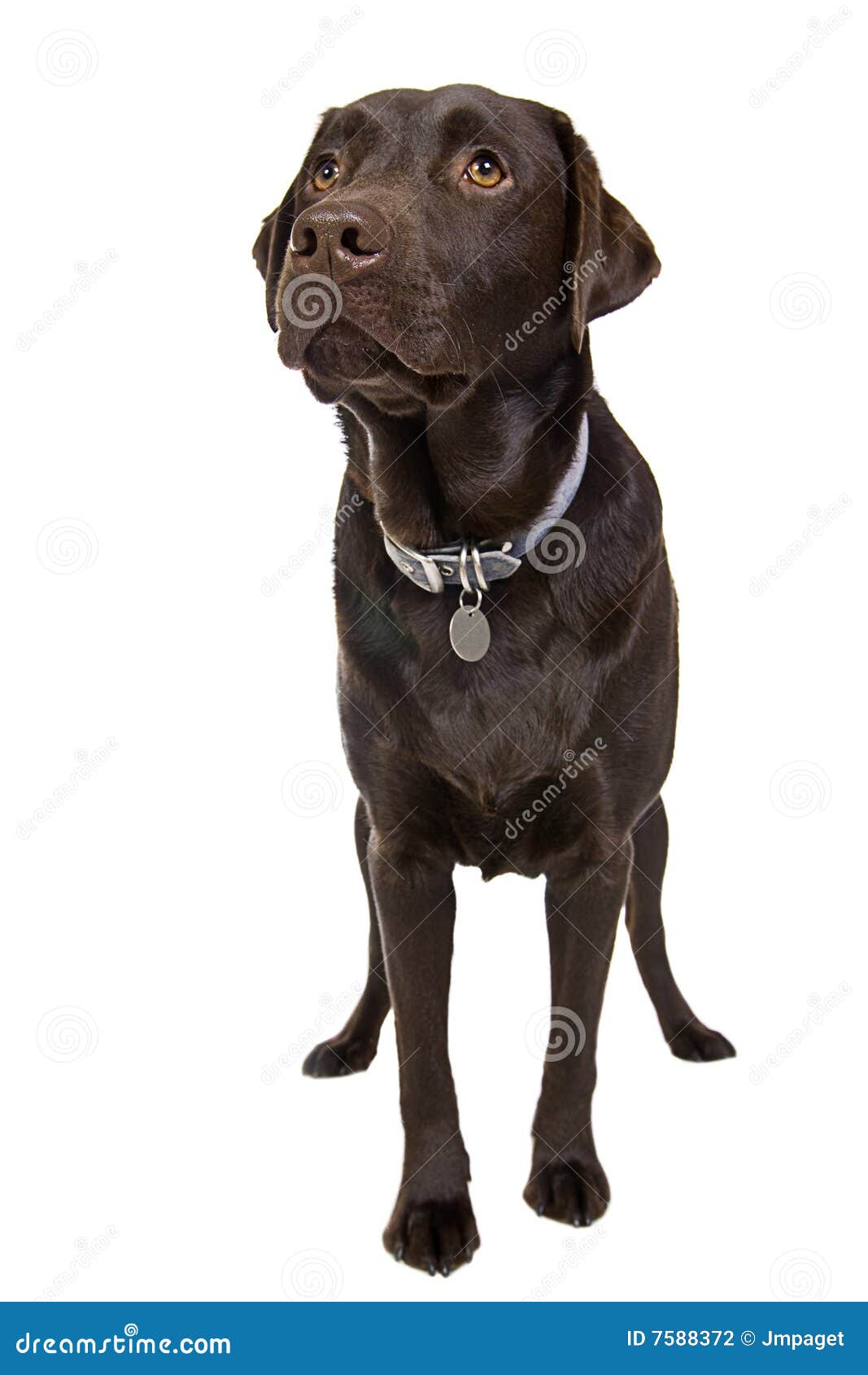 Tall Chocolate Labrador stock photo. Image of chocolate - 7588372