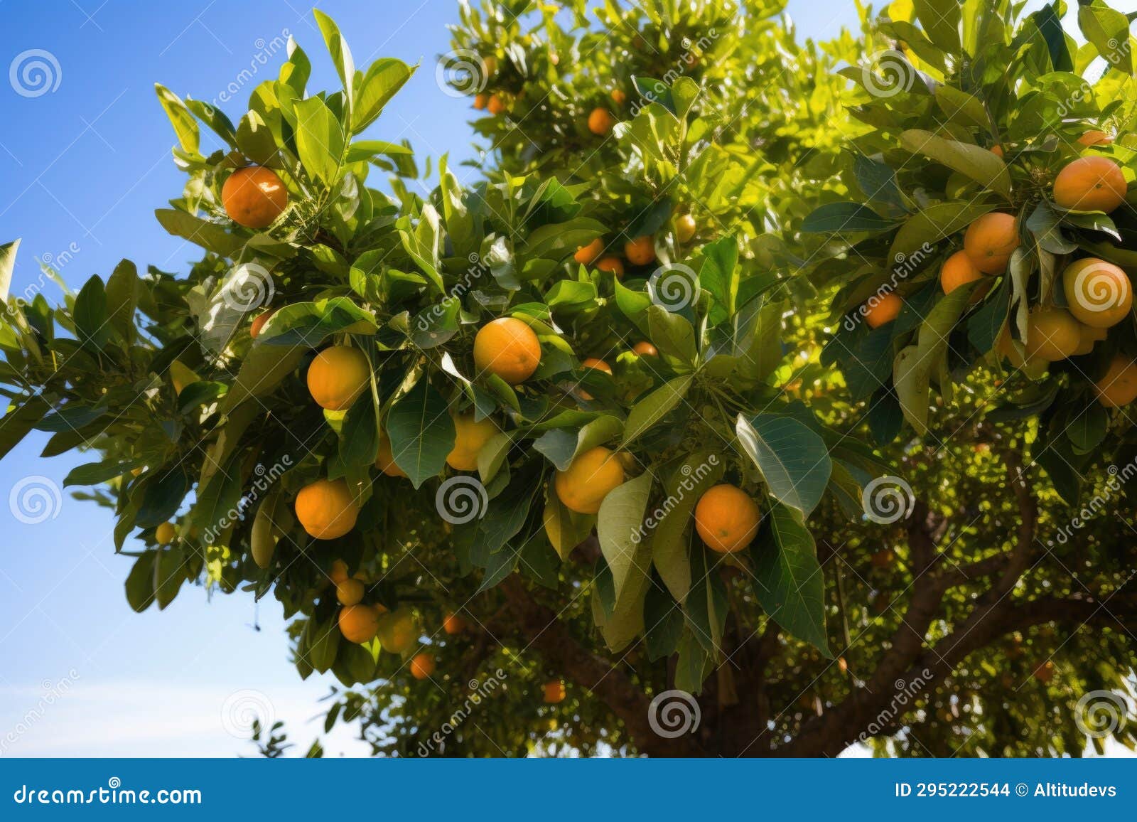 A Tall Citrus Tree Bearing Ripe Fruit Stock Photo - Image of fruit ...