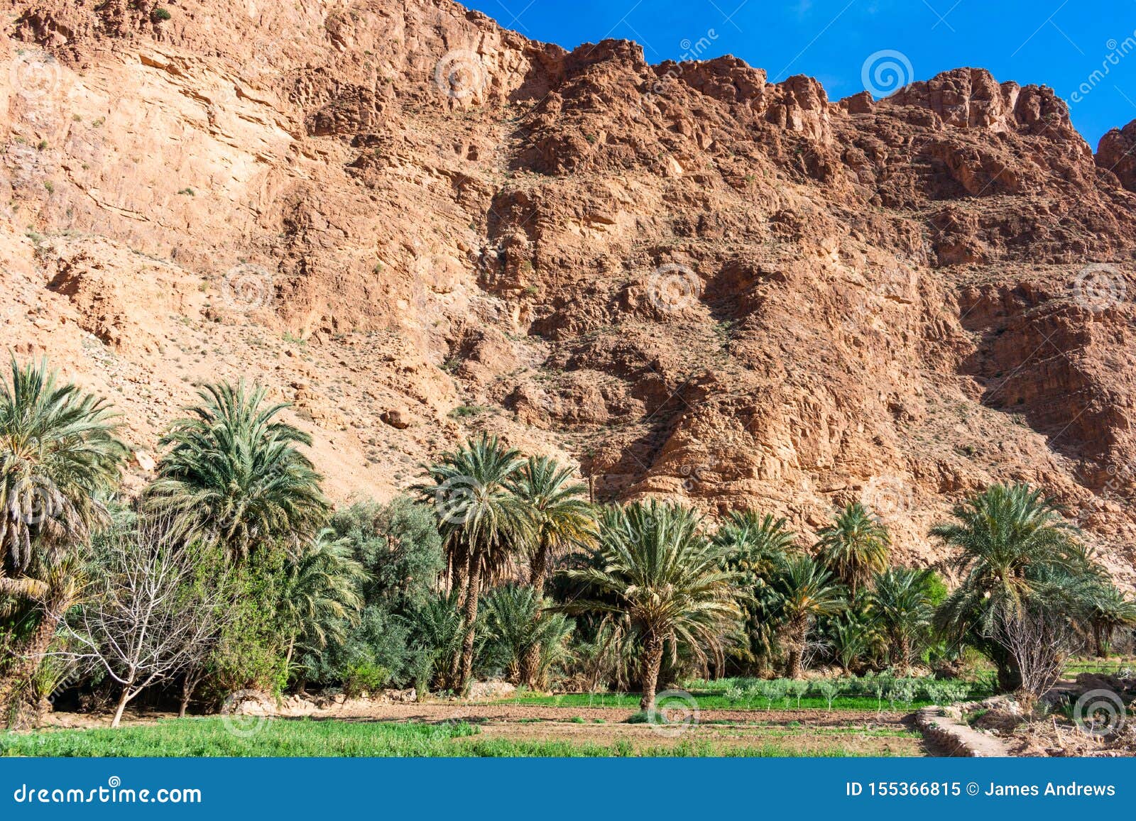 Cliffs and Trees at Todra Gorge in Morocco Stock Image - Image of ...