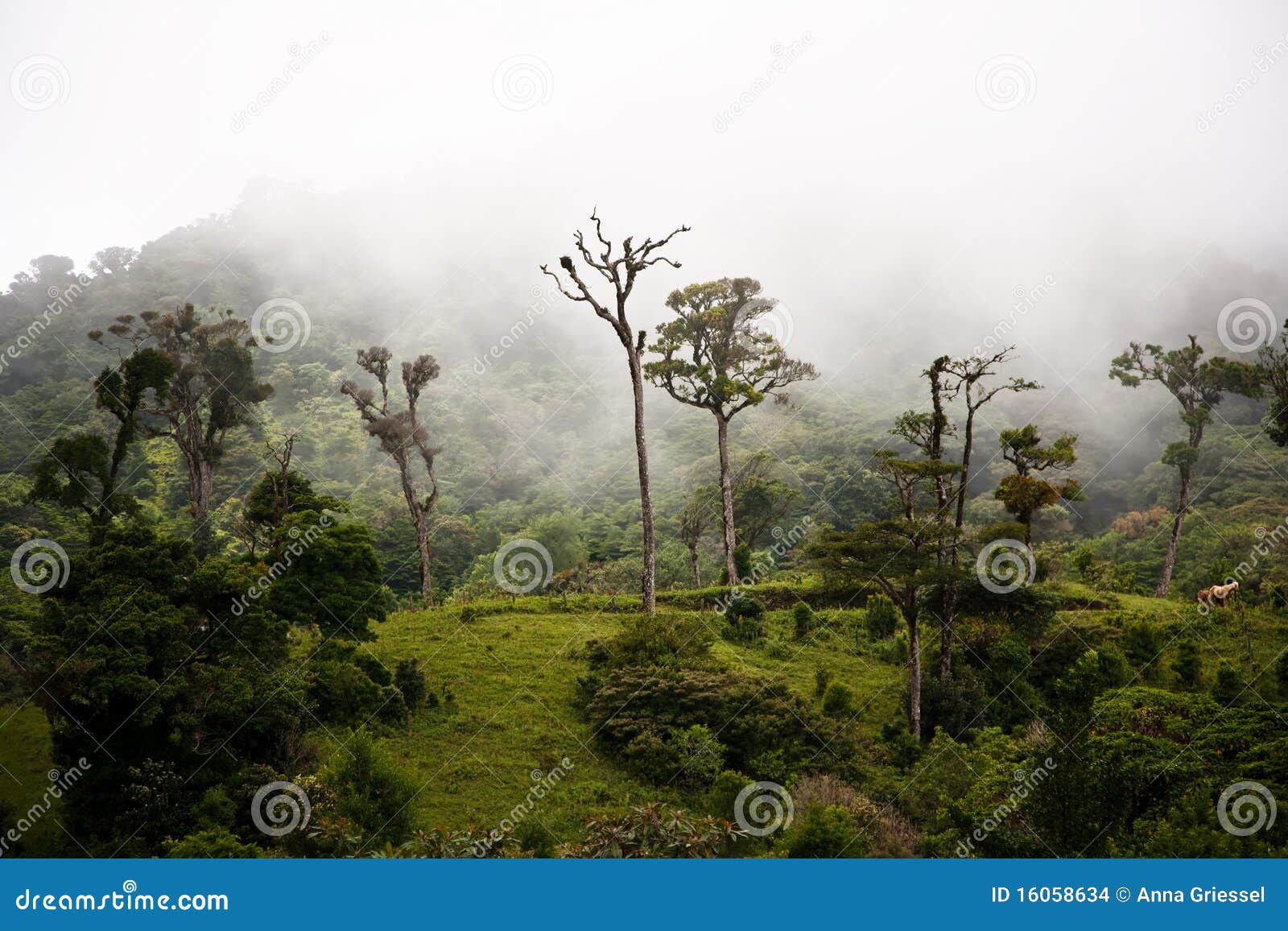 Tall cloud forest trees stock photo. Image of field, elena - 16058634