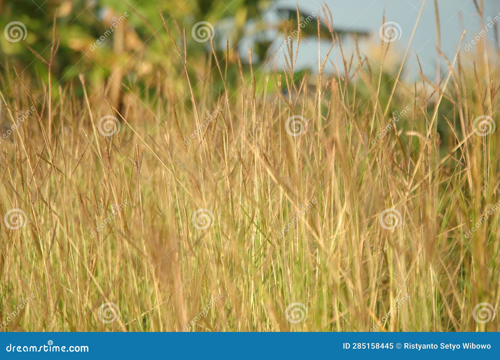 A tall clump of weeds stock image. Image of plant, flower - 285158445