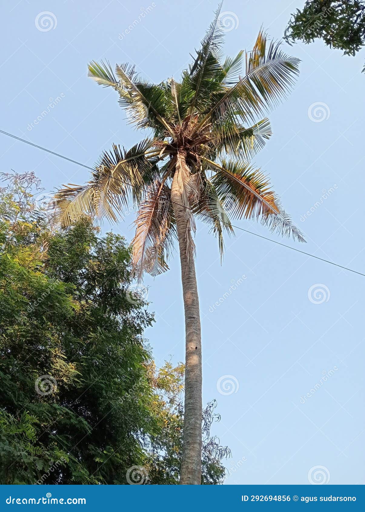 Tall Coconut Tree in a Garden Stock Photo - Image of garden, tree ...