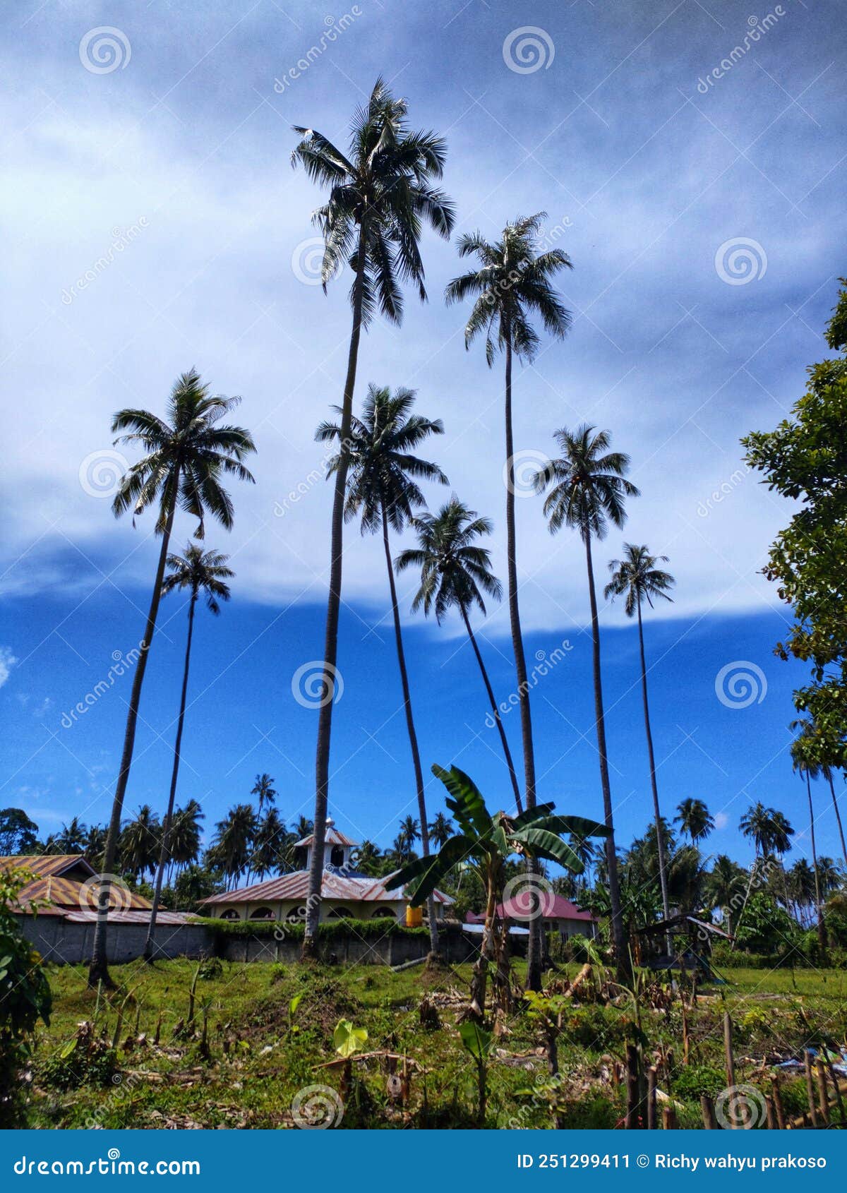 Tall Coconut Tree in the Garden Stock Image - Image of tropics, wind ...