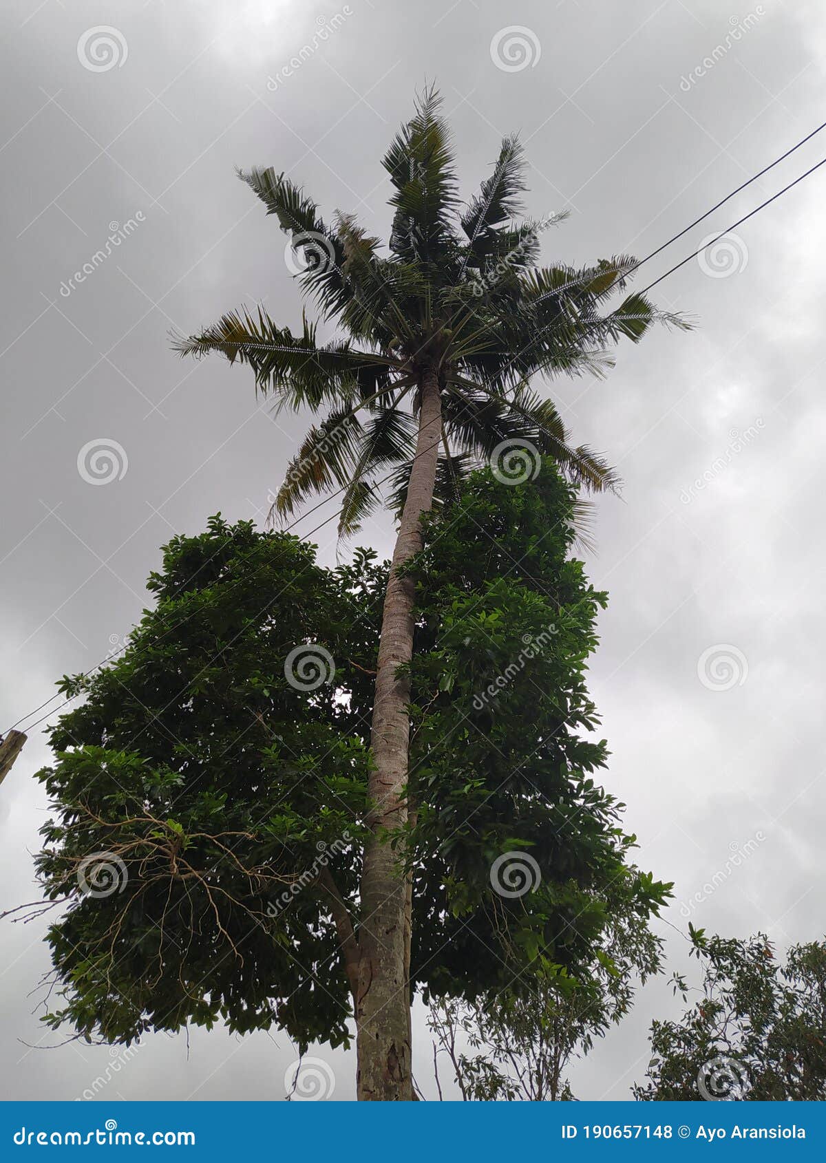 A tall coconut tree stock photo. Image of frost, nature - 190657148