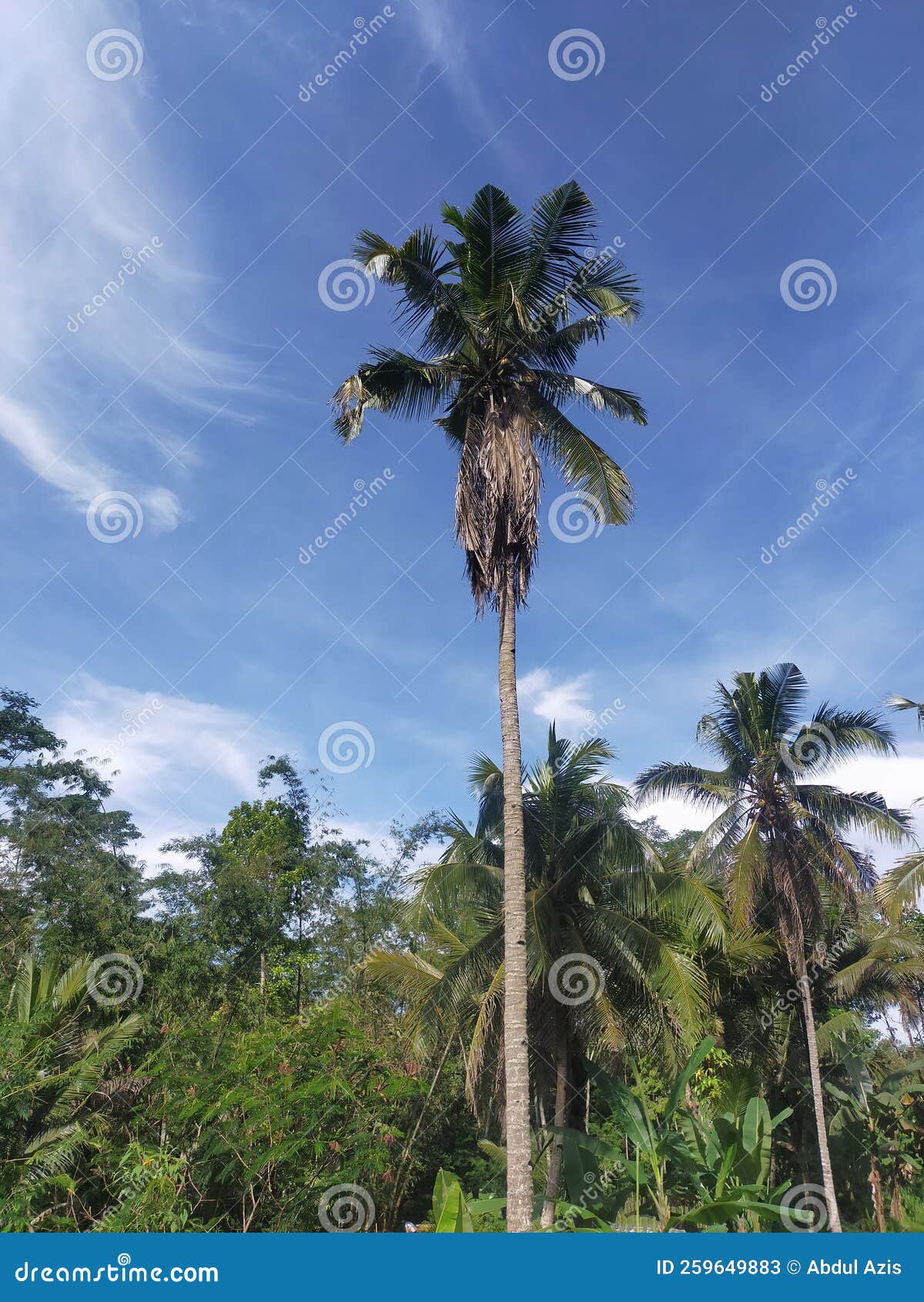 Tall Coconut Tree Under Blue Sky Stock Image - Image of blue, vacation ...
