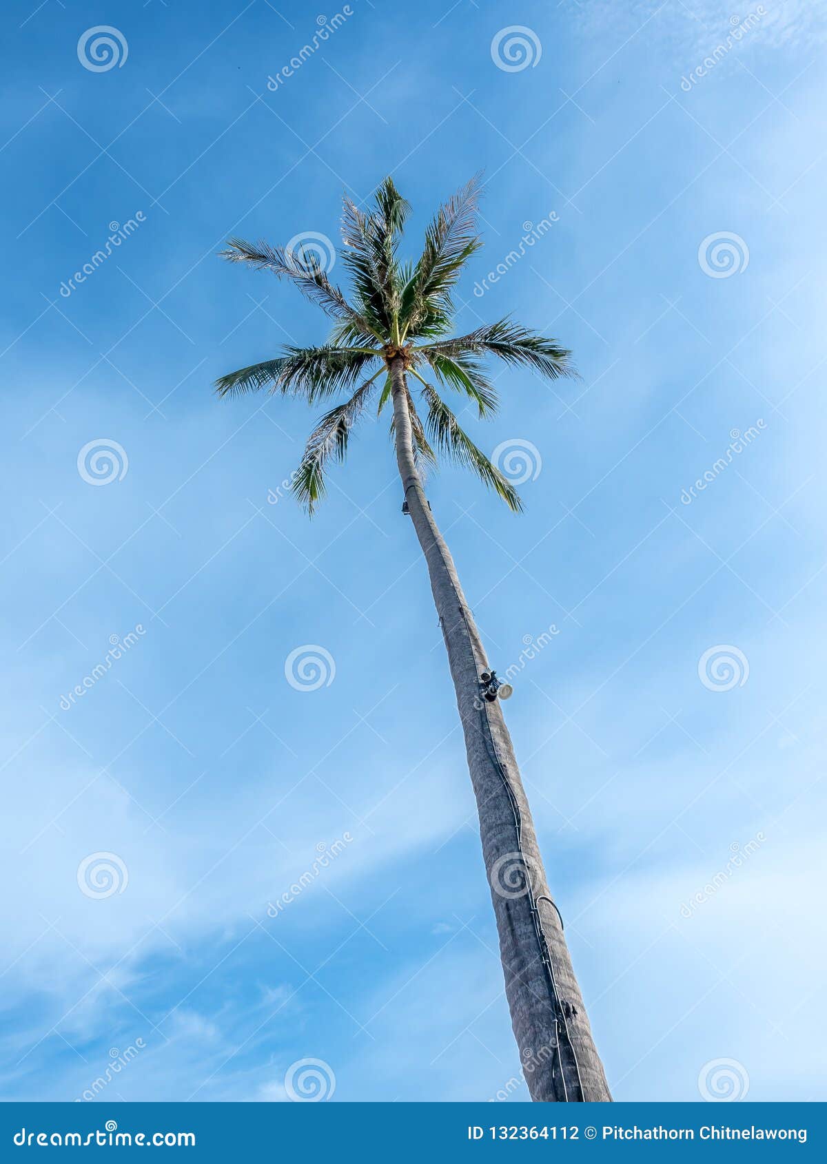 Tall coconut tree stock photo. Image of coconut, plant - 132364112