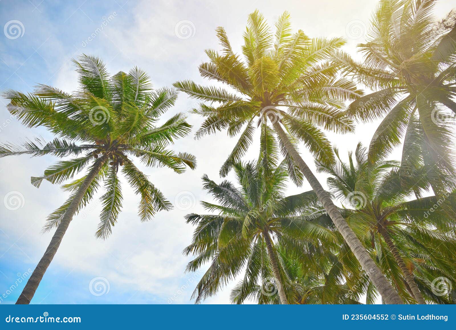 Tall Coconut Trees on the Island Stock Photo - Image of veiw, plant ...