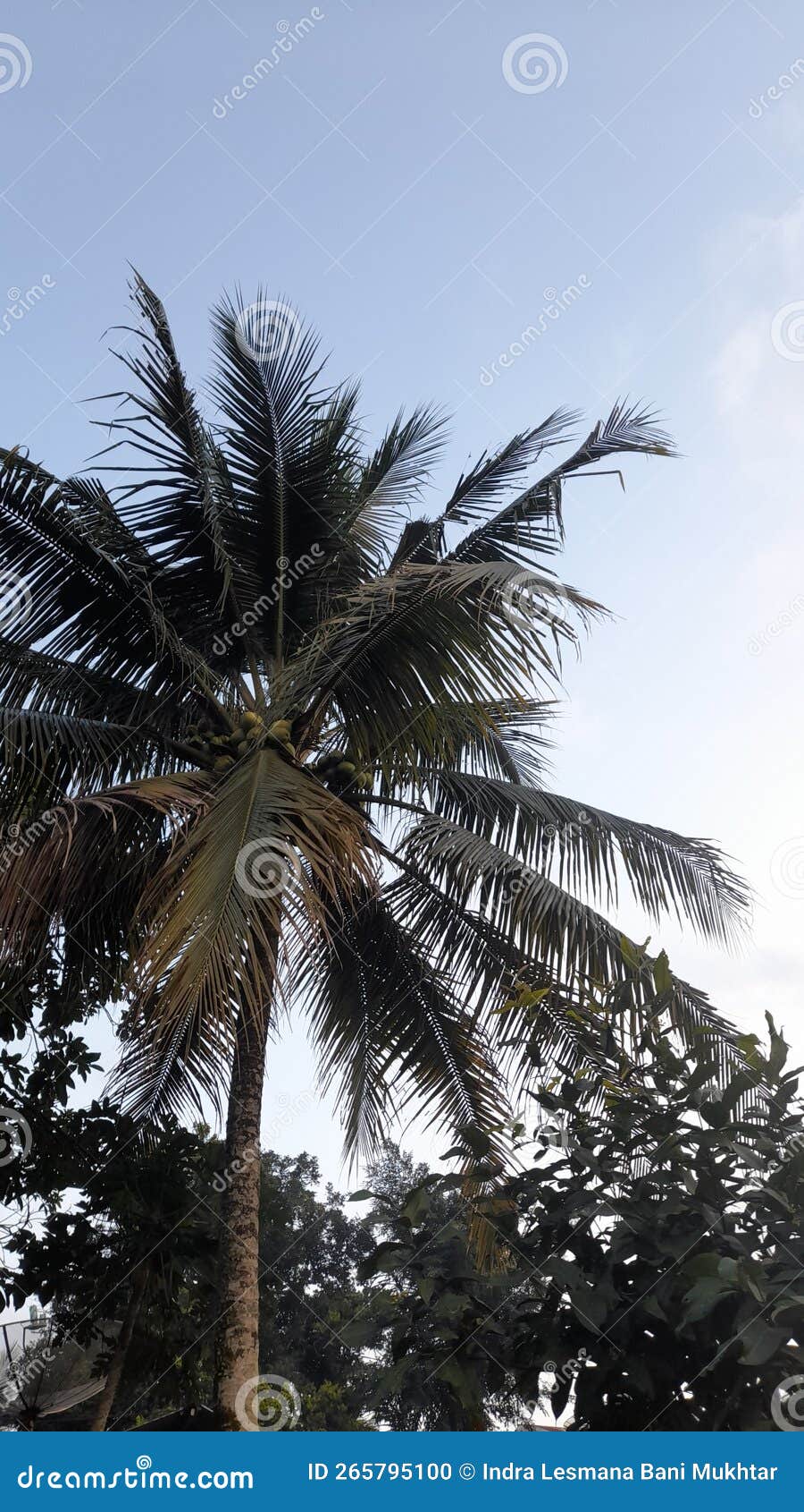 Tall Coconut Trees and Very Dense Fruit, and Very Large Fruit. Stock ...