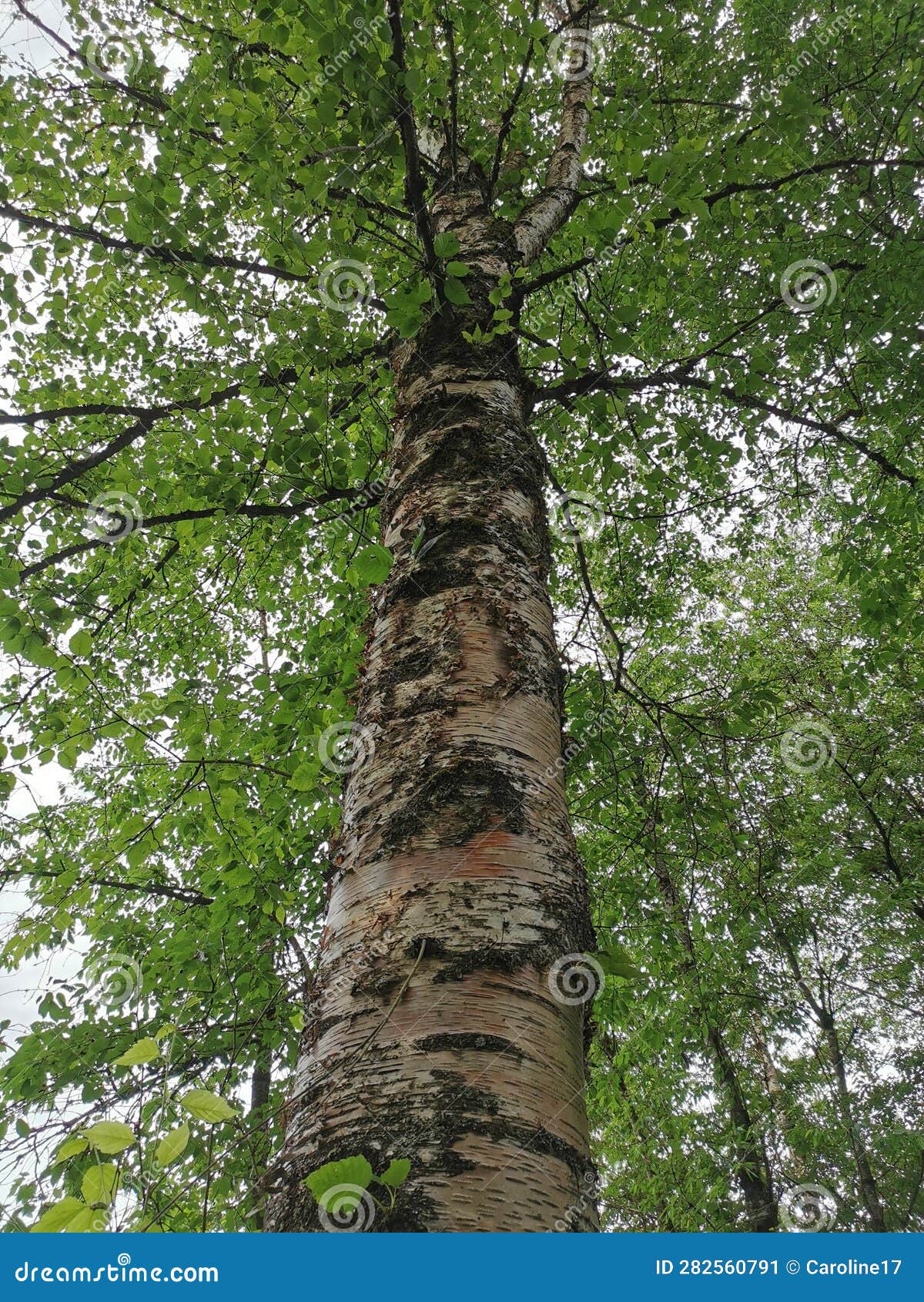 Tall Common White Burch Tree in the Forest Stock Image - Image of ...