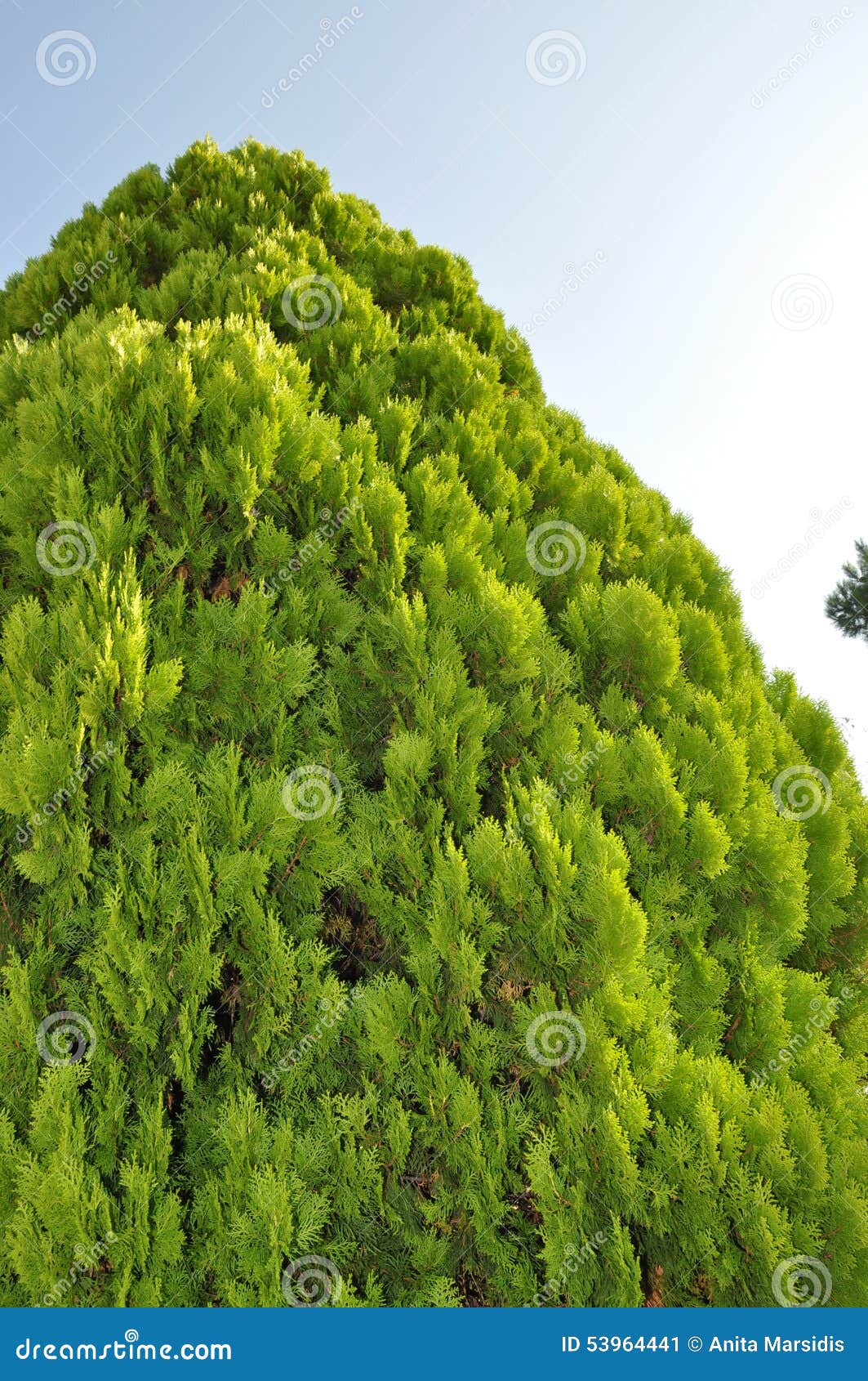 Tall conifer tree stock image. Image of garden, coniferophyta - 53964441