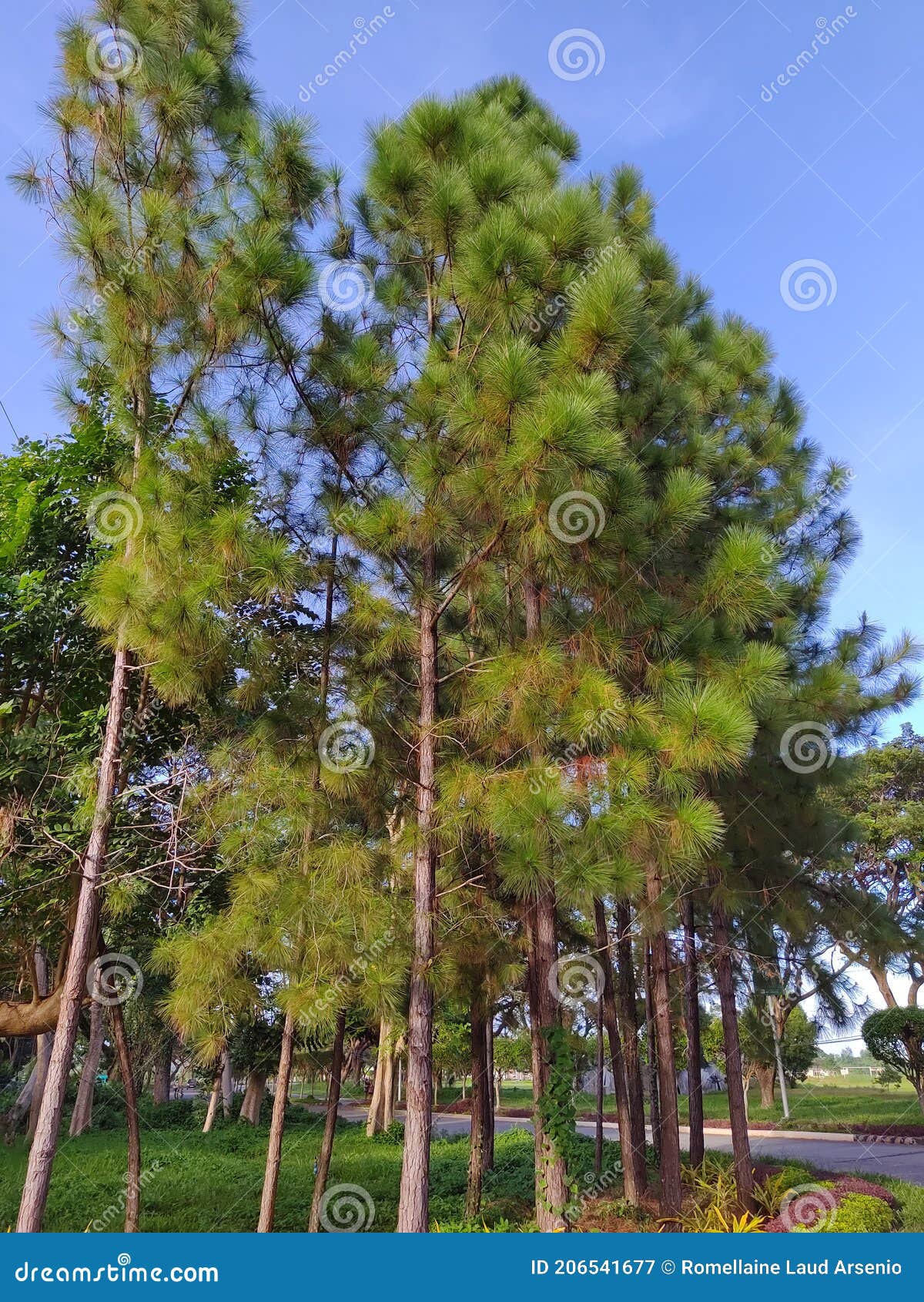 Tall Conifer Tree Philippines Stock Image - Image of wallpaper, century ...
