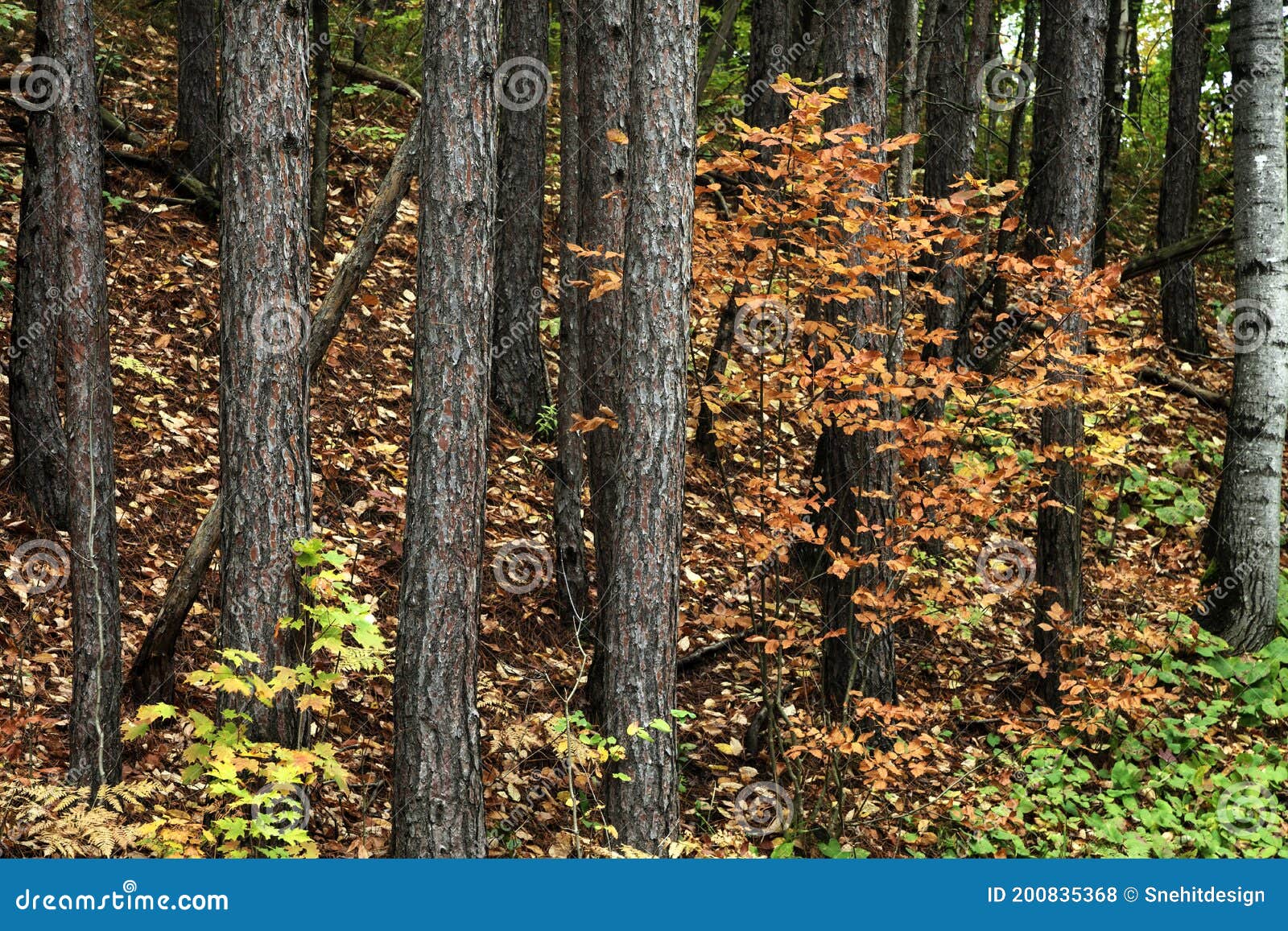 Tall Coniferous Trees with Fall Foliage Stock Photo - Image of ...