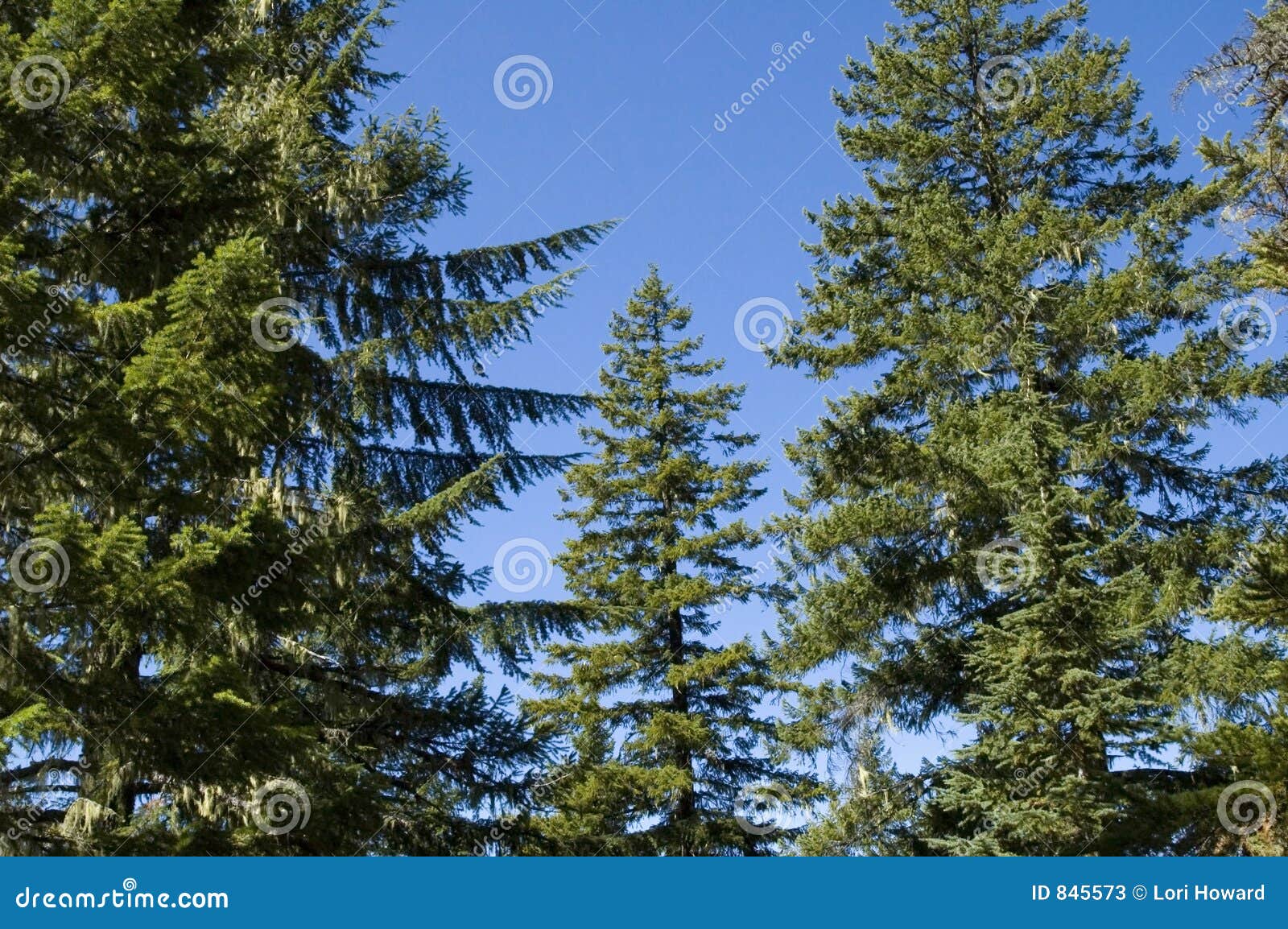 Tall Conifers stock image. Image of blue, serene, spring - 845573