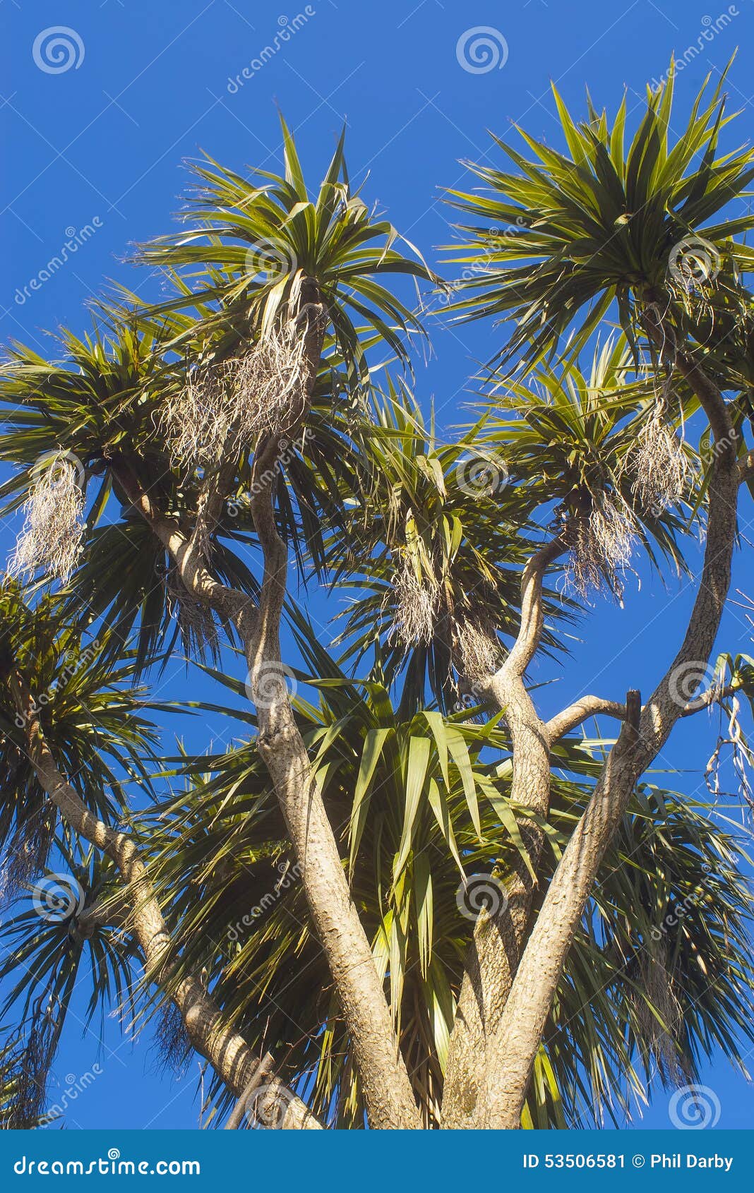 Tall Cordaline tree stock image. Image of cordaline, ireland - 53506581