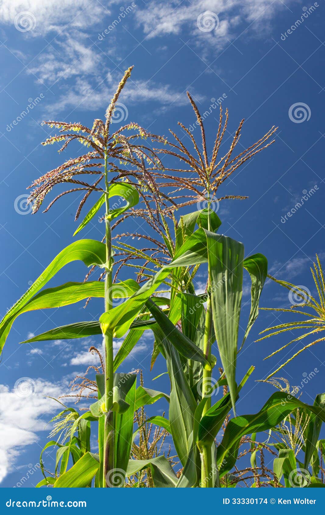 Tall Corn Ready to Harvest stock photo. Image of fort - 33330174
