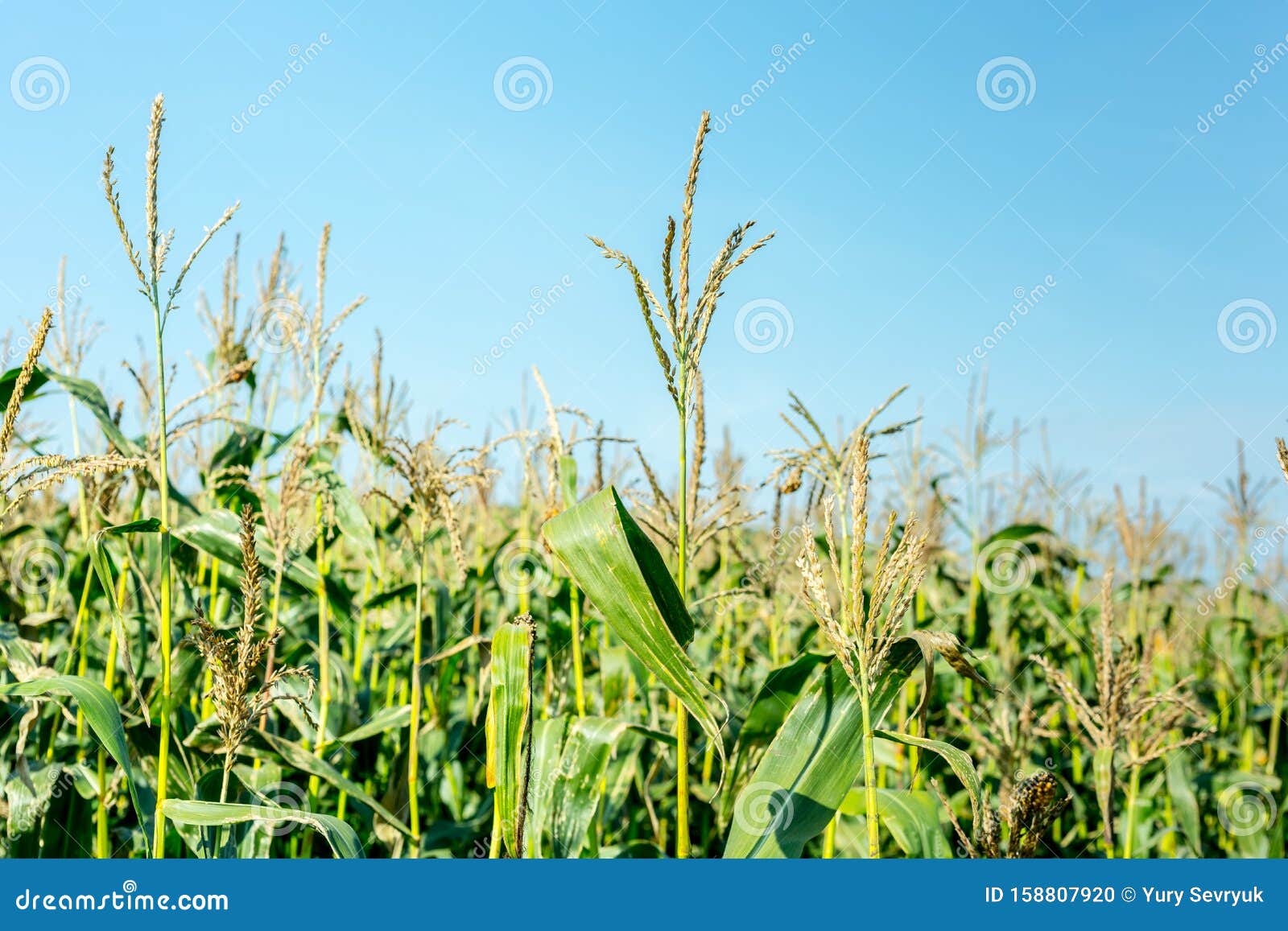 Tall Corn Stalks on the Blue Sky Background Stock Photo - Image of ...