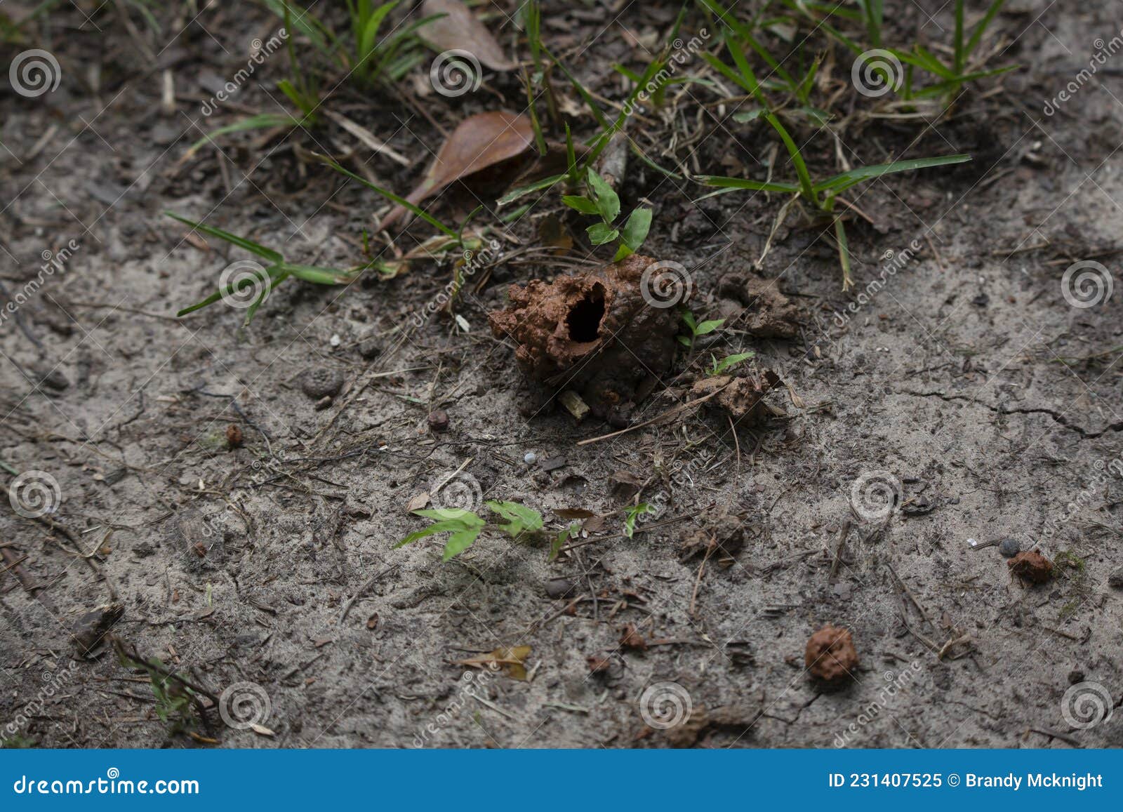 Tall Crawfish Mound stock image. Image of conceptual - 231407525