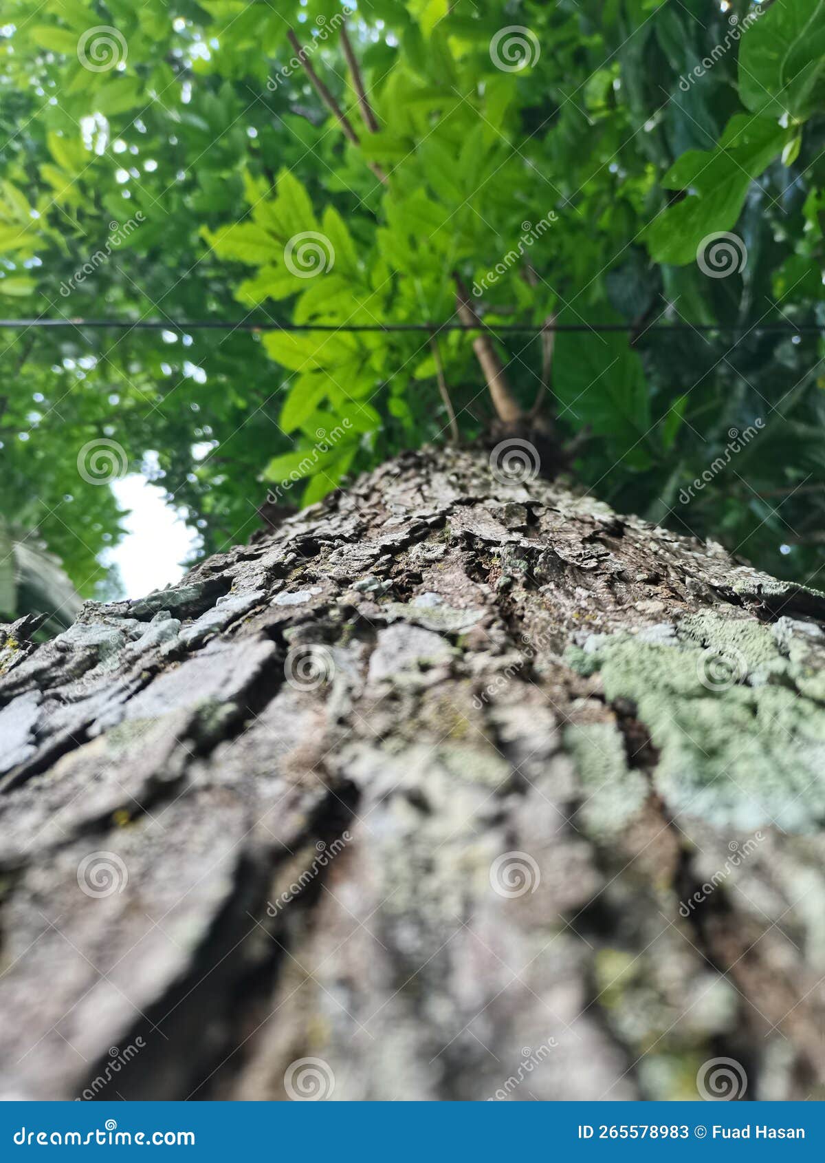 Tall crusty tree stock image. Image of plant, branch - 265578983