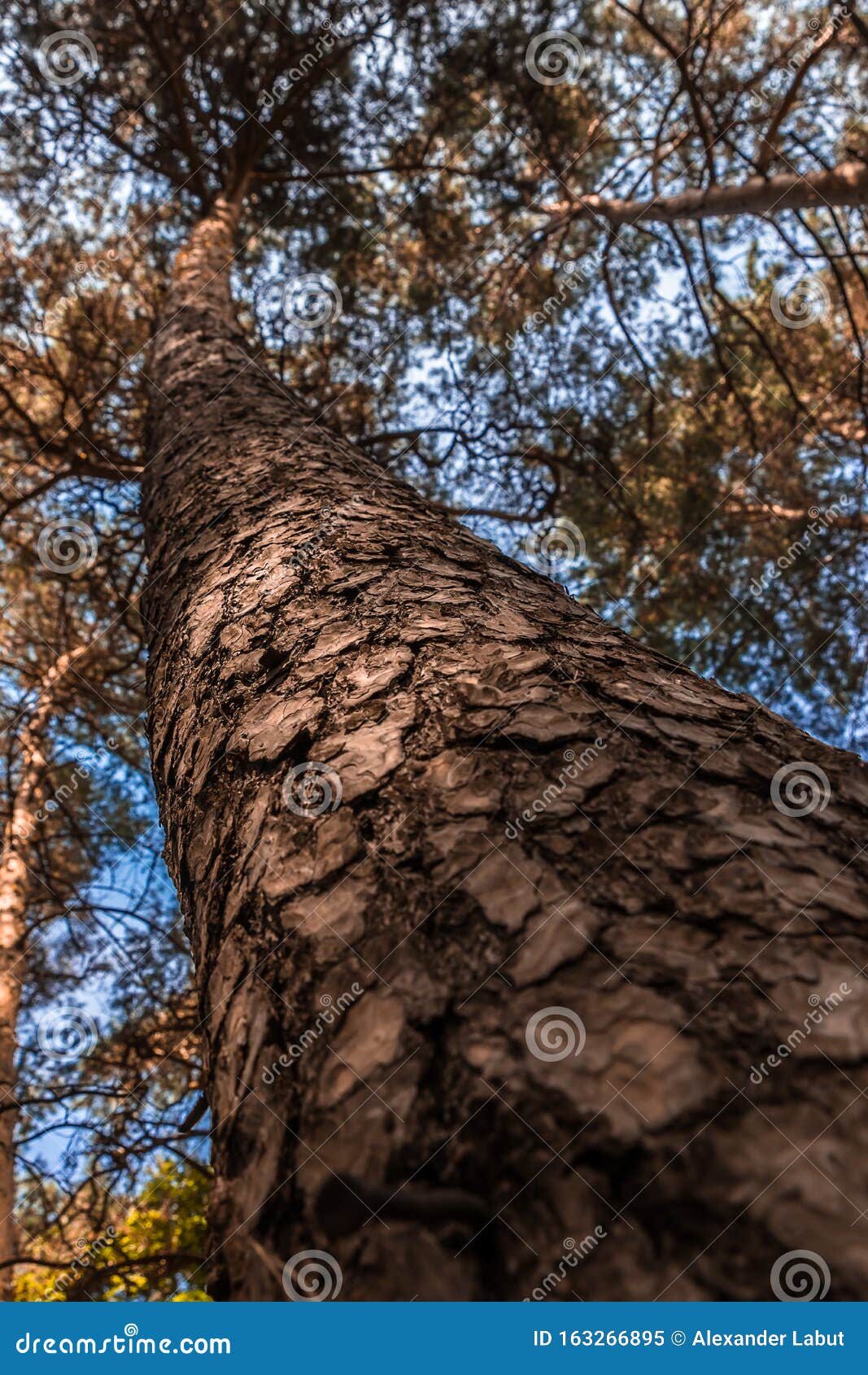 The Tall Curved Tree with Very Shallow Depth of Field. the Background ...