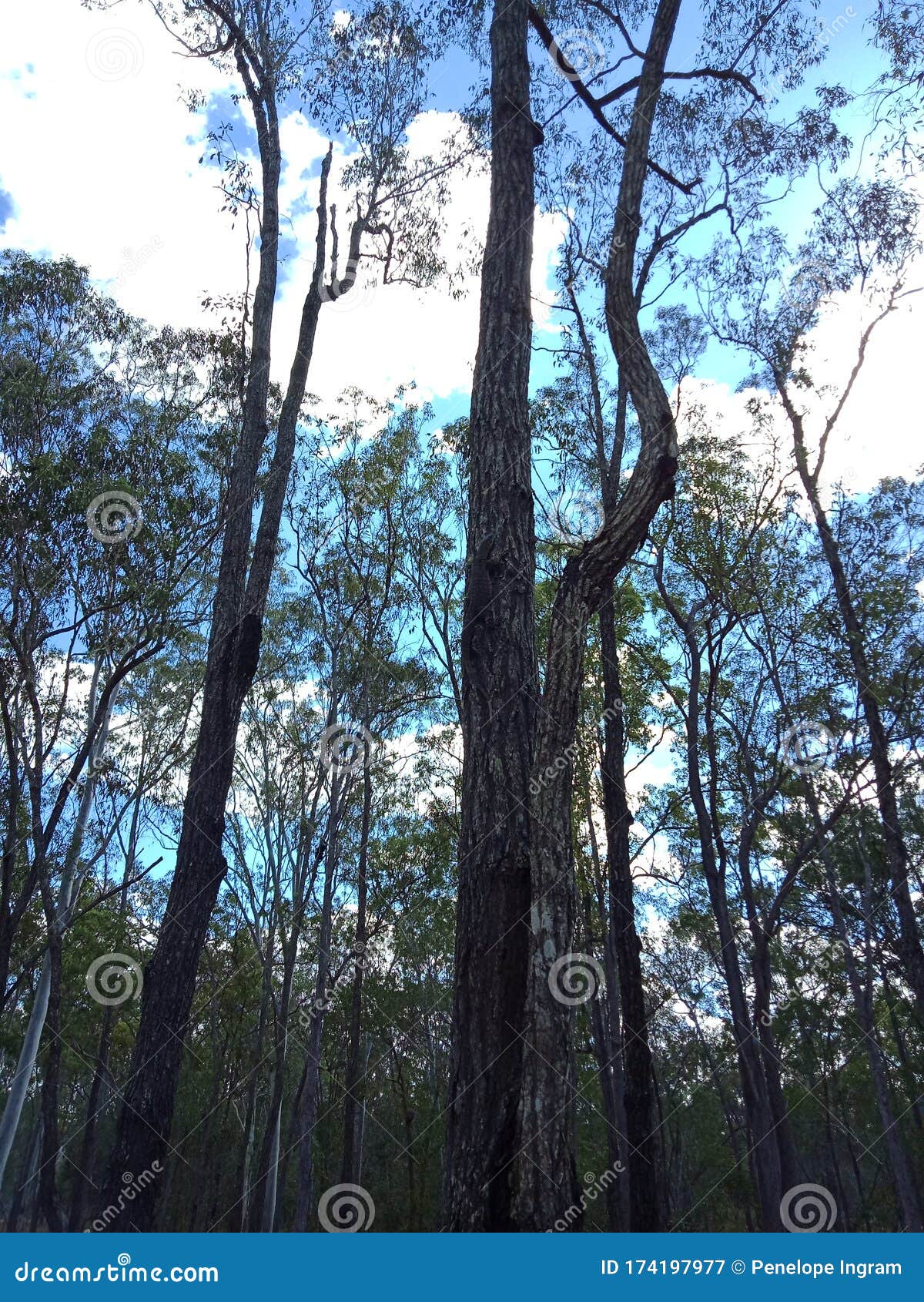 Tall Dark Bark Trees stock image. Image of tall, background - 174197977