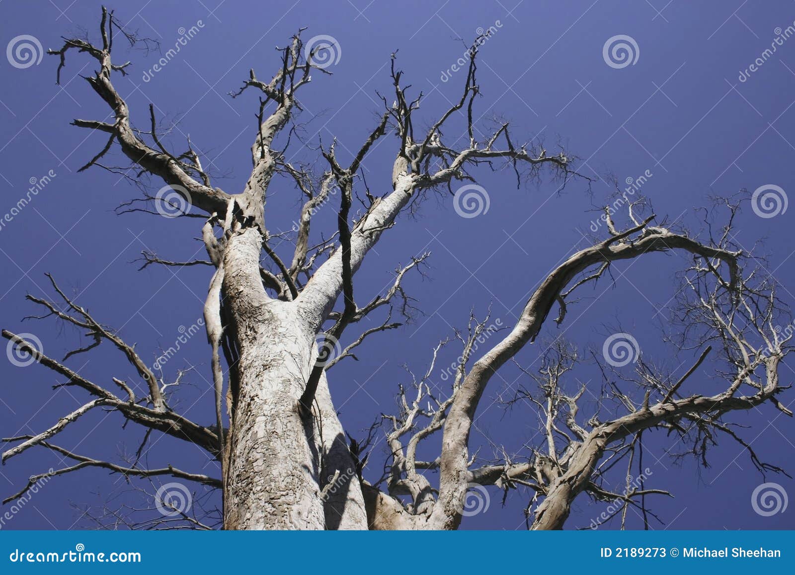 Tall Dead Tree Picture. Image: 2189273