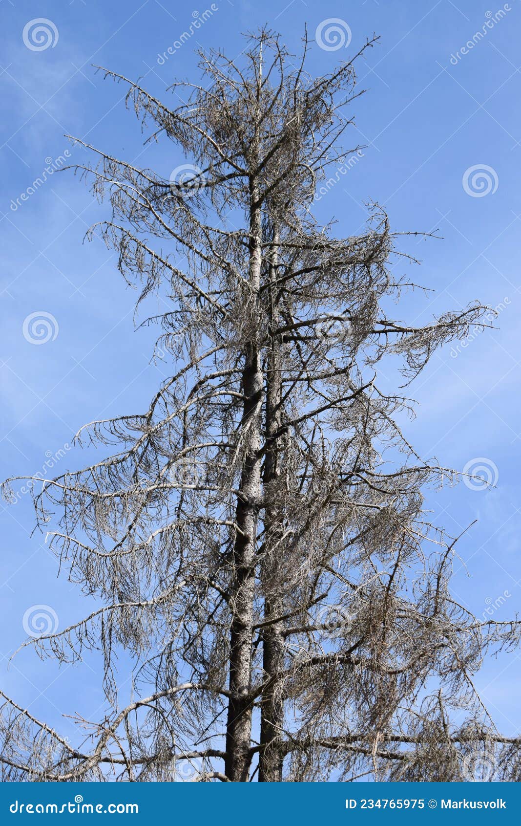 Tall dead tree stock image. Image of highlands, spruce - 234765975