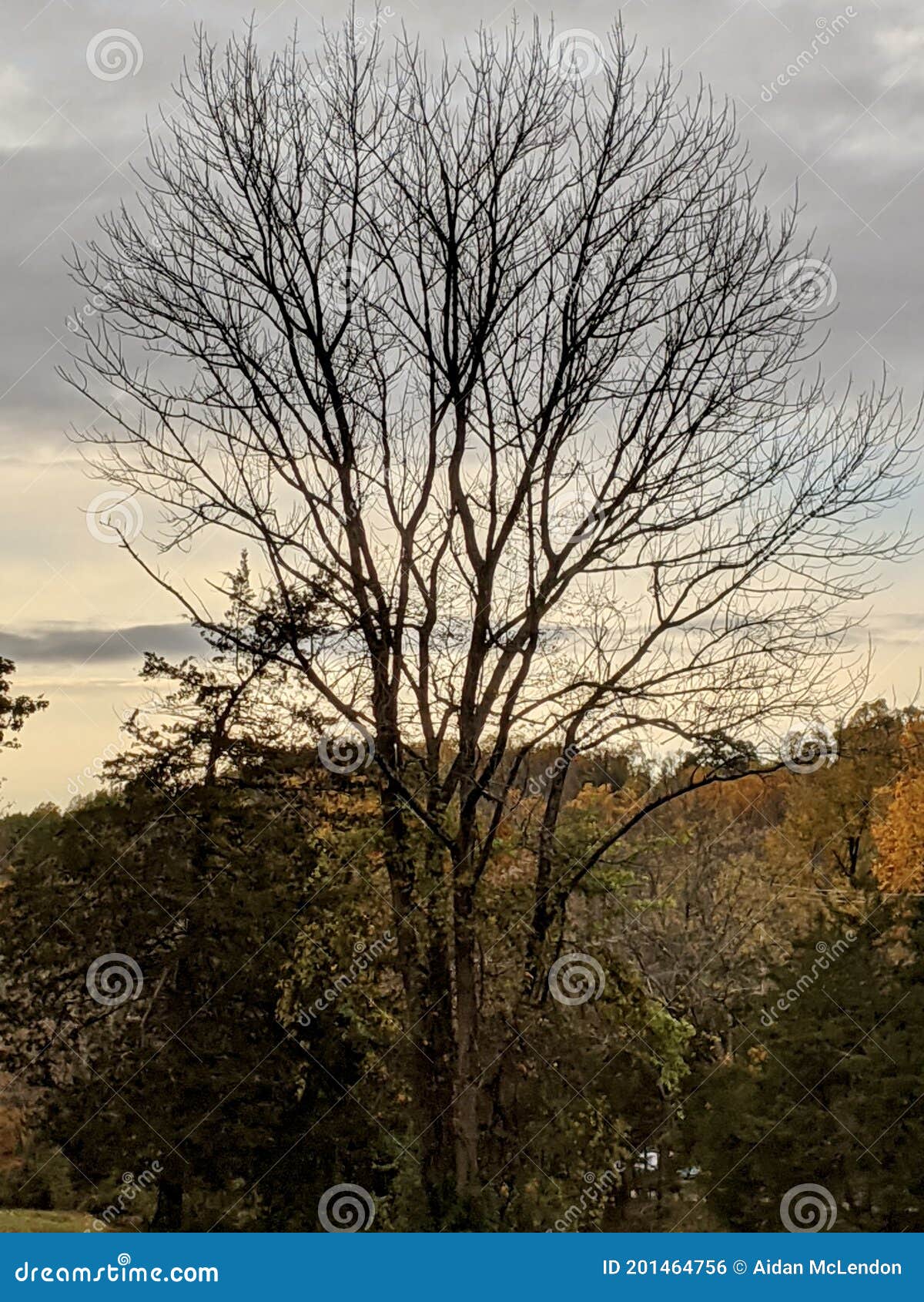 Tall and Dead Tree with the Sunset Behind it. Stock Photo - Image of ...