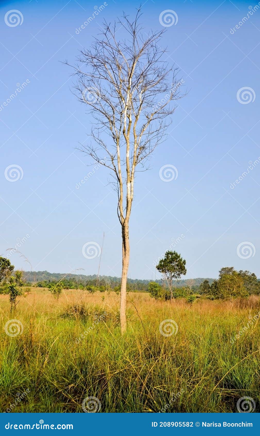 Dry Trees in the Outdoor Forest. Stock Photo - Image of horizon ...