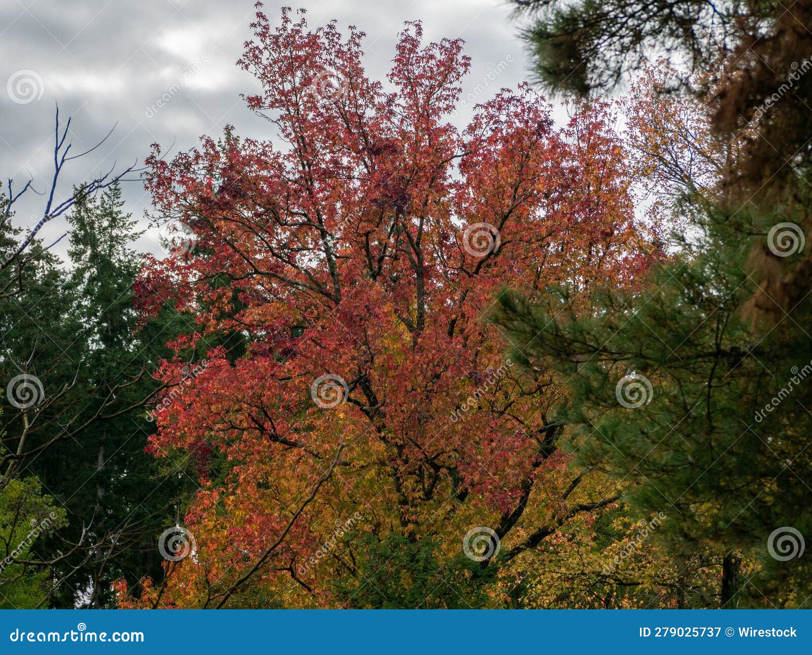 Tall Deciduous Tree Boasting a Vibrant Autumnal Display of Red Foliage ...