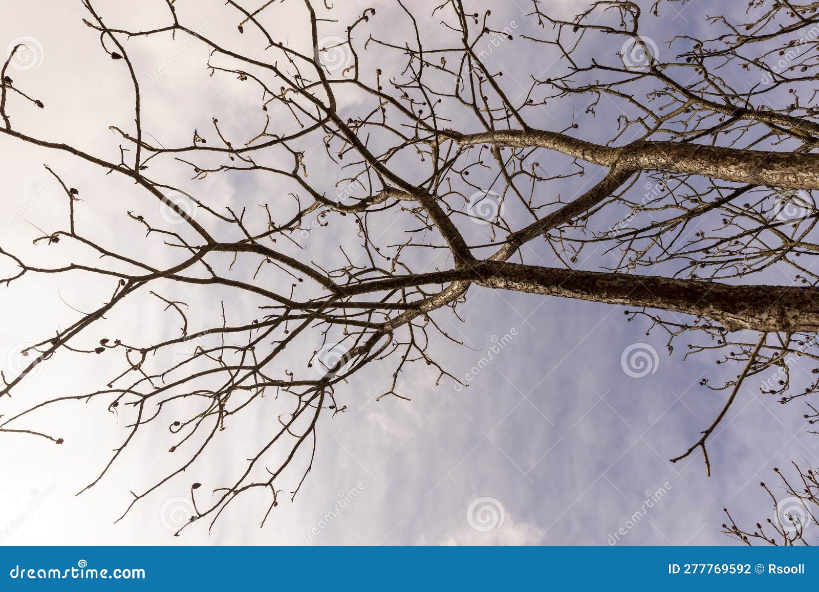 Tall Deciduous Trees in Early Spring without Foliage Stock Photo ...