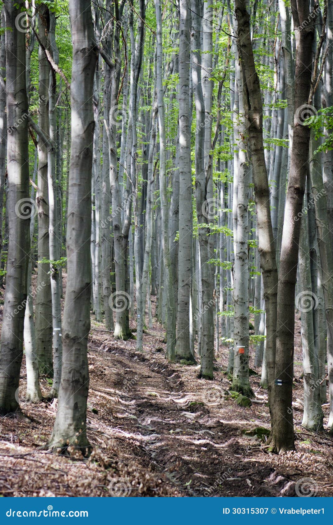 Tall Trees and Path through Forest Stock Image - Image of deciduous ...