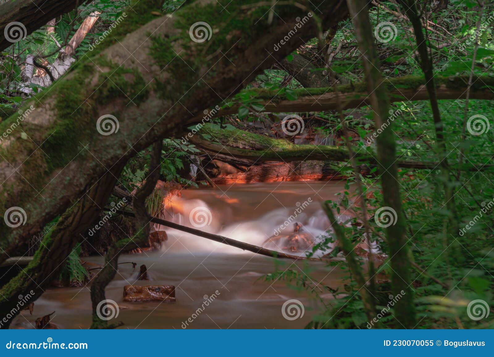 A Small Stream Flowing through a Dense, Deciduous Forest. Stock Image ...