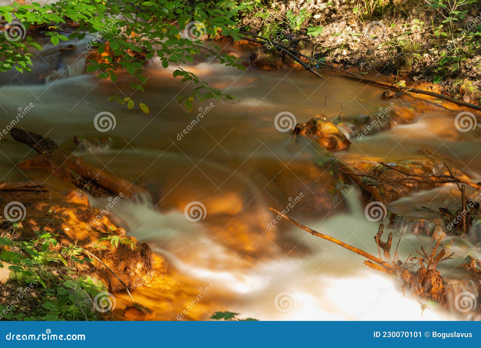 A Small Stream Flowing through a Dense, Deciduous Forest. Stock Image ...