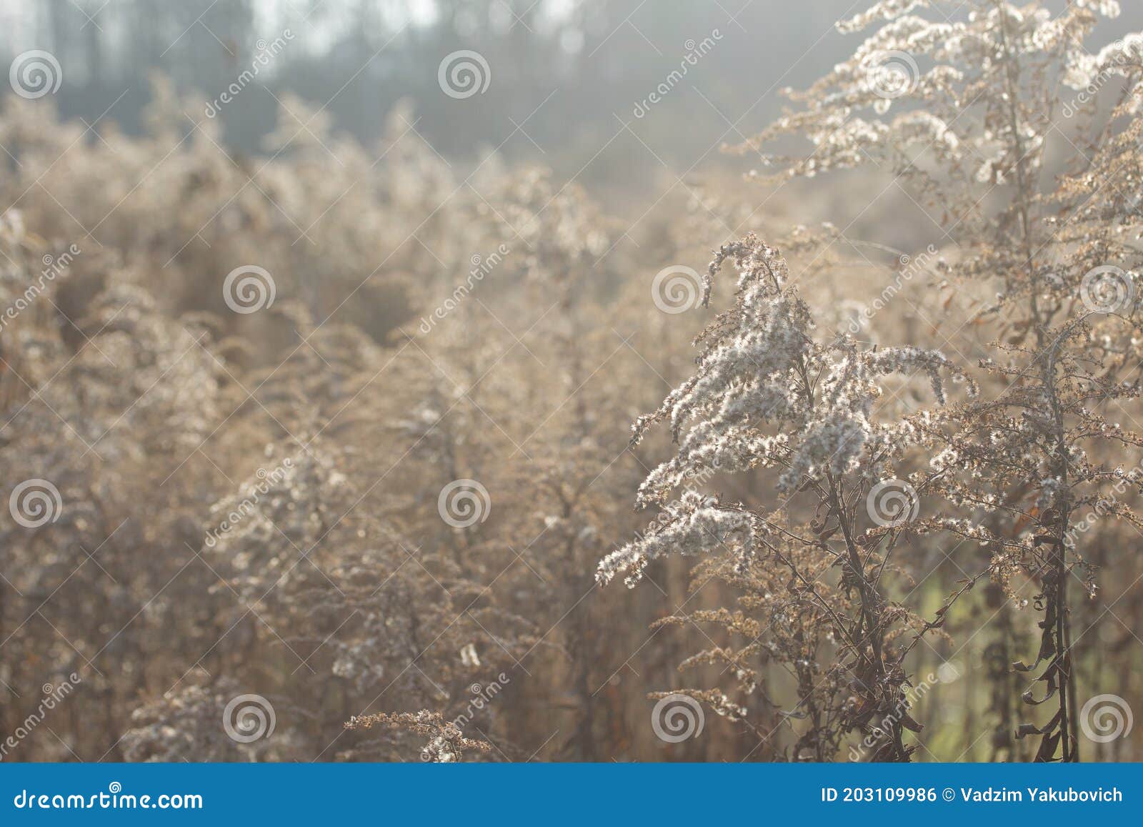 Tall Dried Grass in an Autumn Park. Backlit Stock Photo - Image of ...