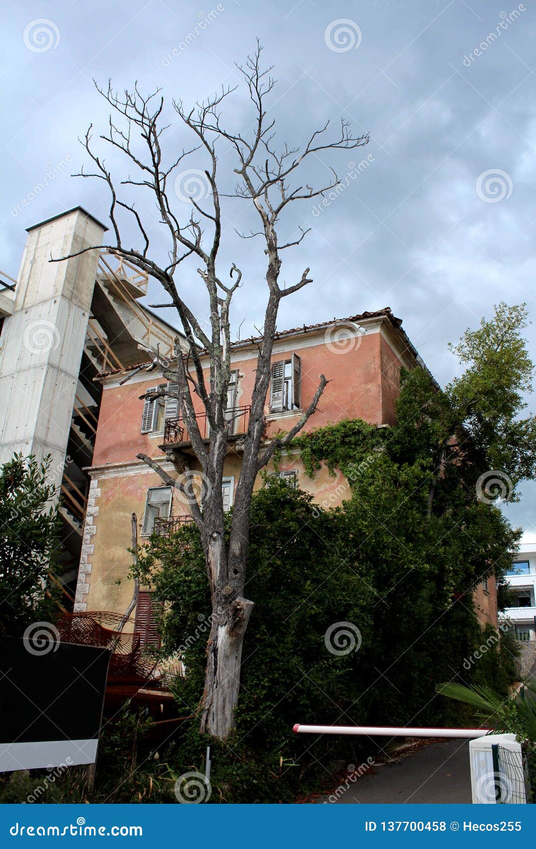 Tall Dried Tree with Multiple Branches without Leaves in Front of Old ...