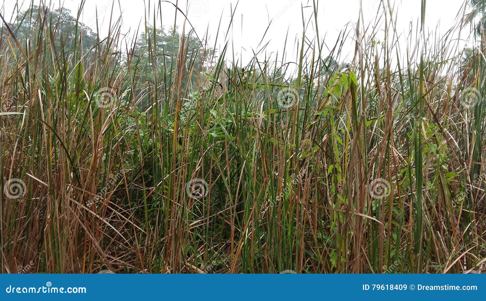 Tall dry grass in field stock image. Image of withered - 79618409