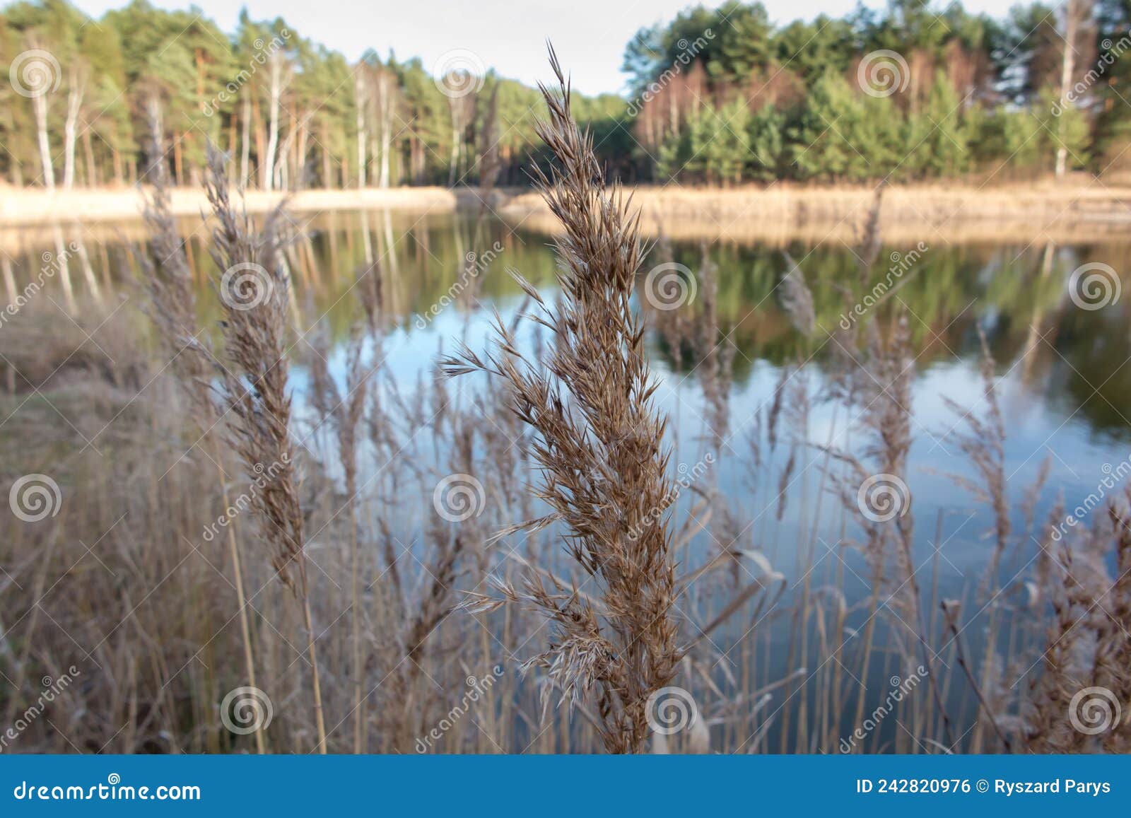 Tall Dry Grass Growing by the Pond Stock Photo - Image of grow, plants ...