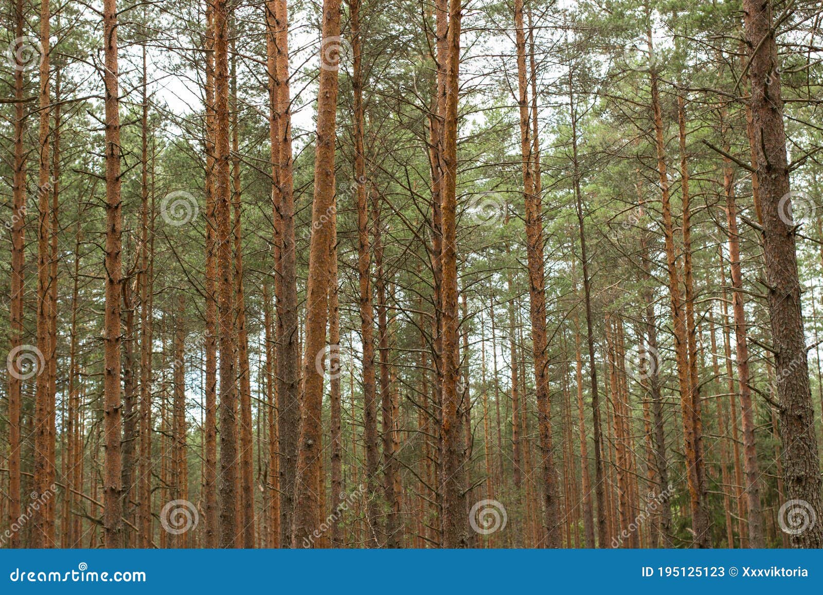 Tall and Even Trunks of Pine Trees in an Evergreen Forest Stock Image ...