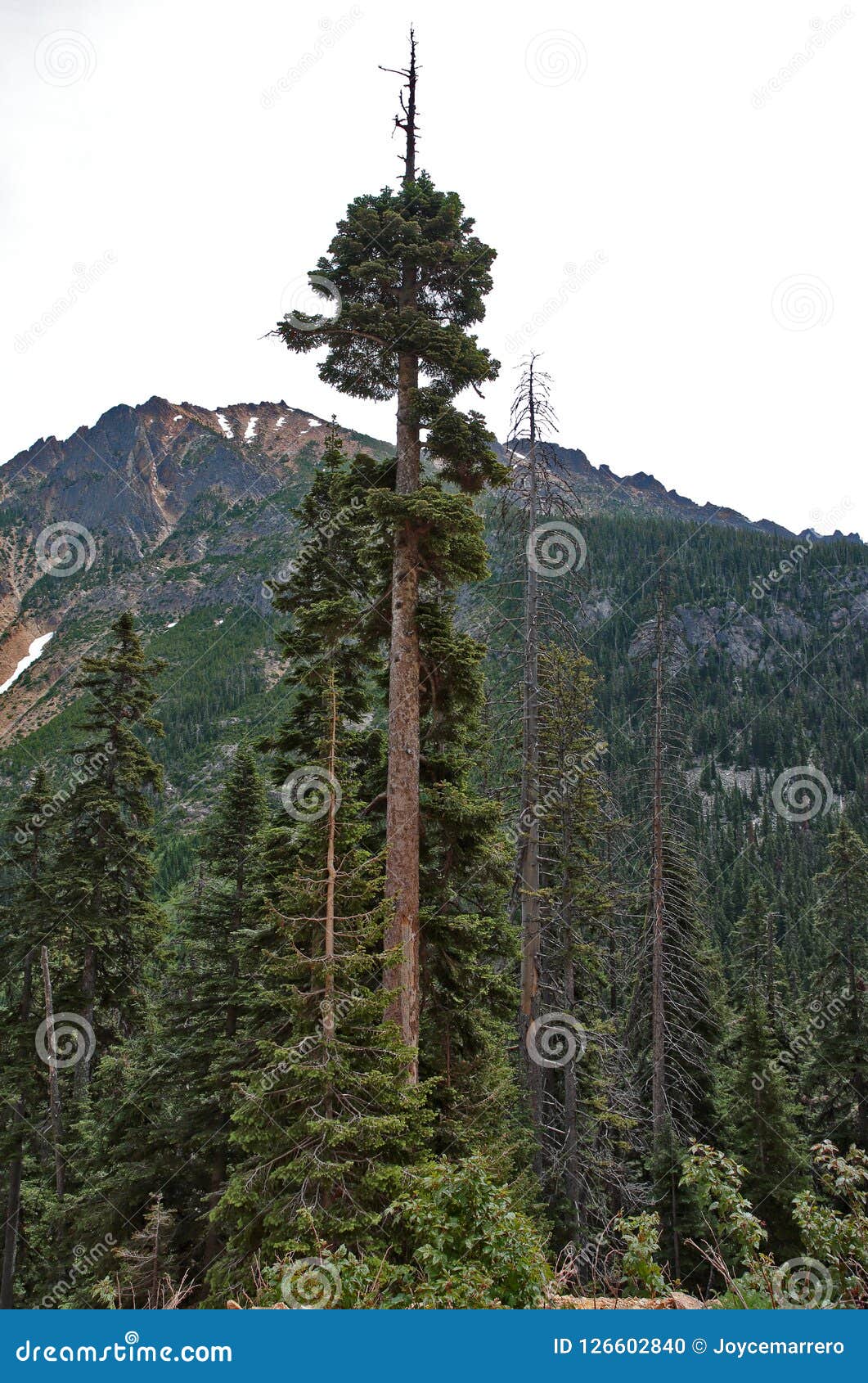 Towering Evergreen Tree in Rugged Mountains Stock Photo - Image of ...