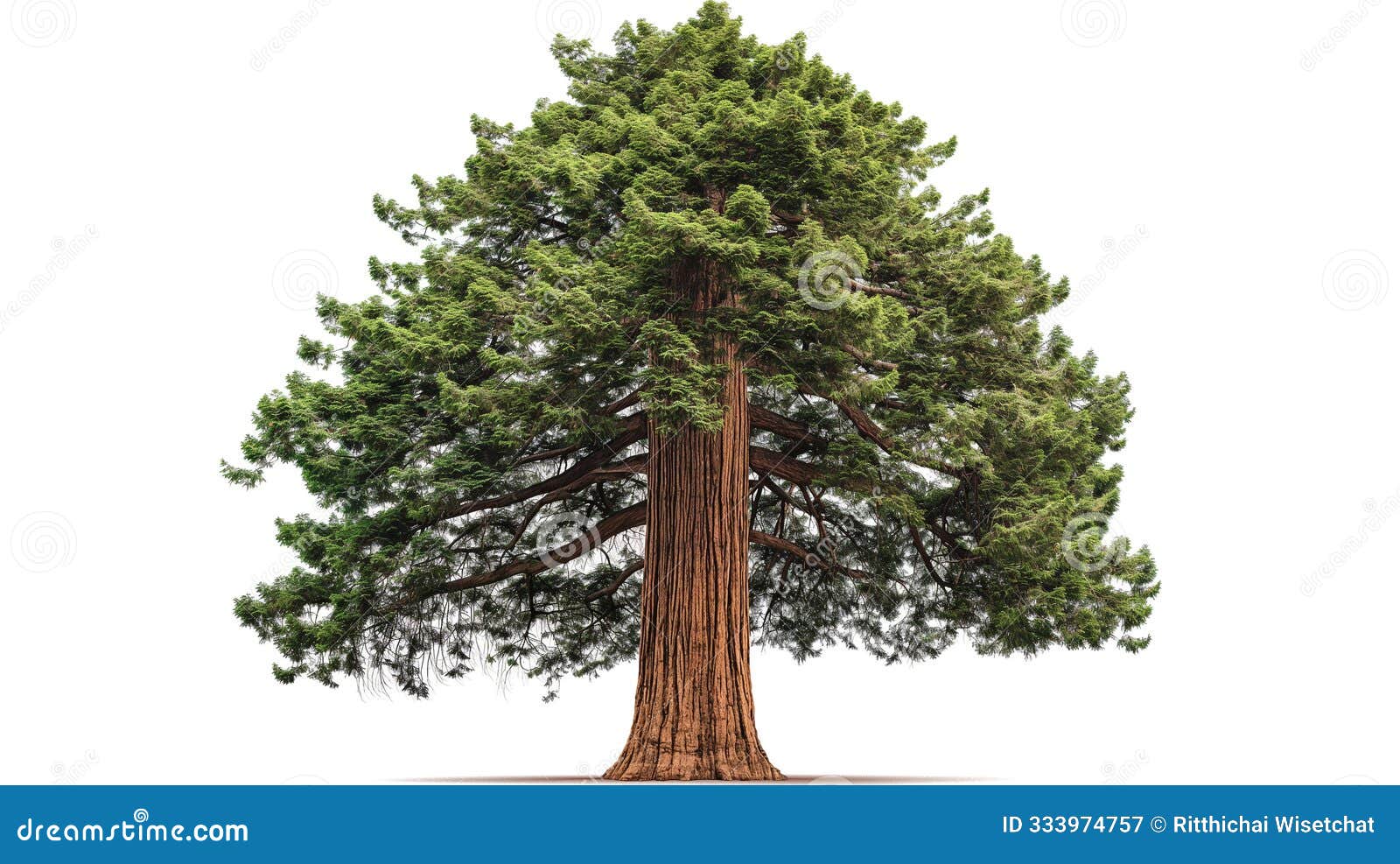 Tall Evergreen Tree Standing in Full View with No Background ...