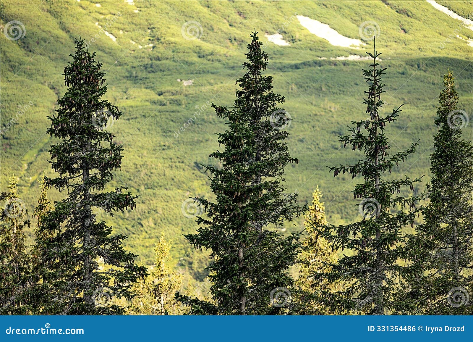Tall Evergreen Trees Standing Against a Backdrop of Lush Green ...