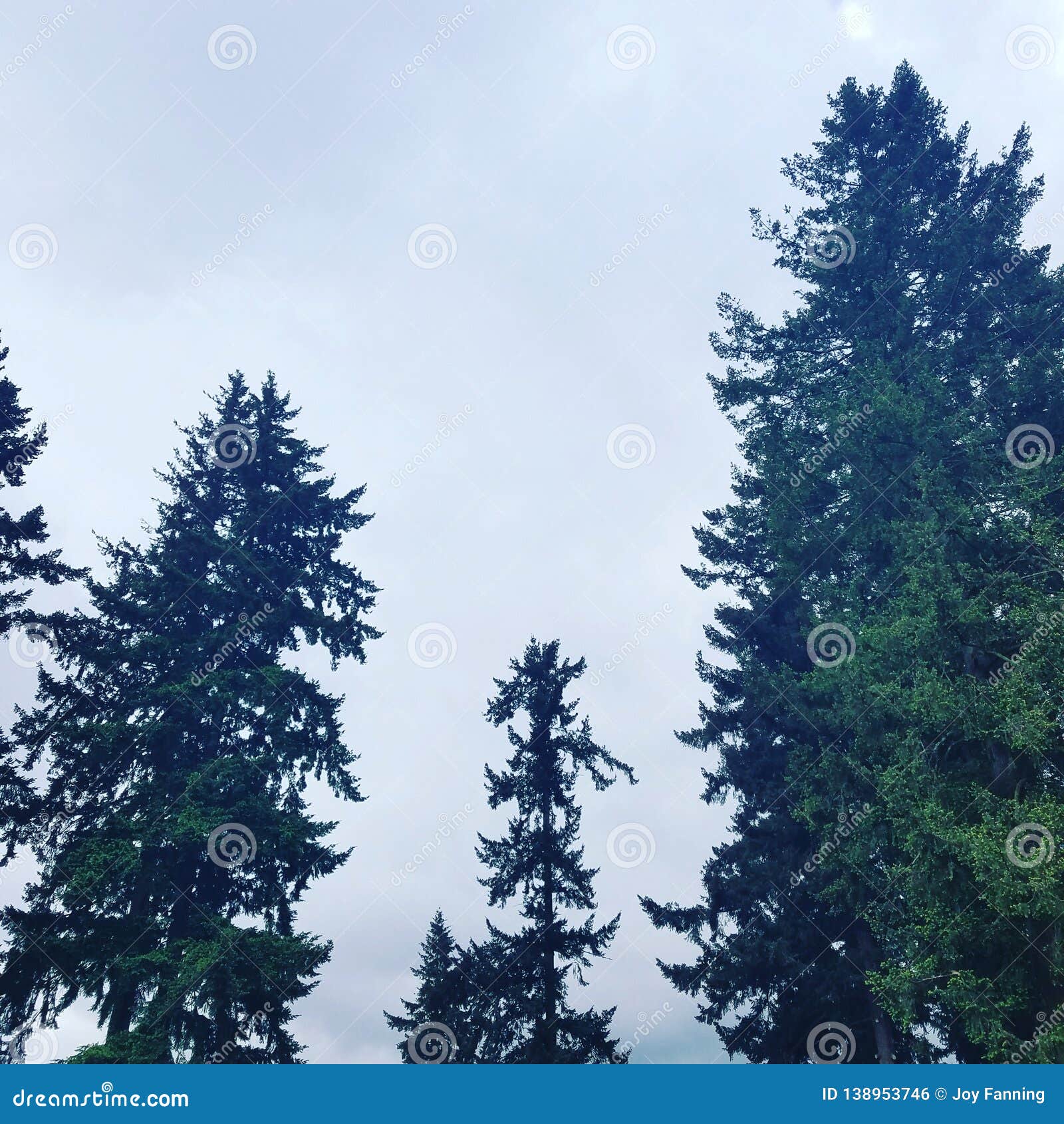 Treetops gray sky stock photo. Image of grey, tall, treetops - 138953746