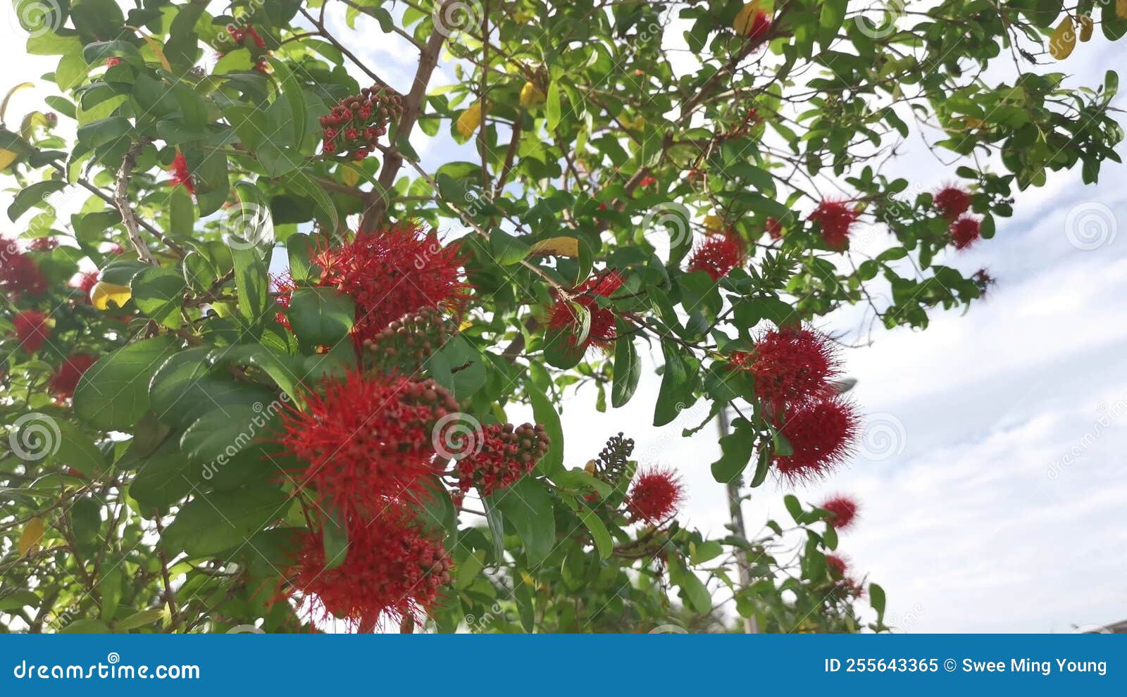 Exotic Combretum Constrictum Plant Tree Stock Video - Video of leaf ...