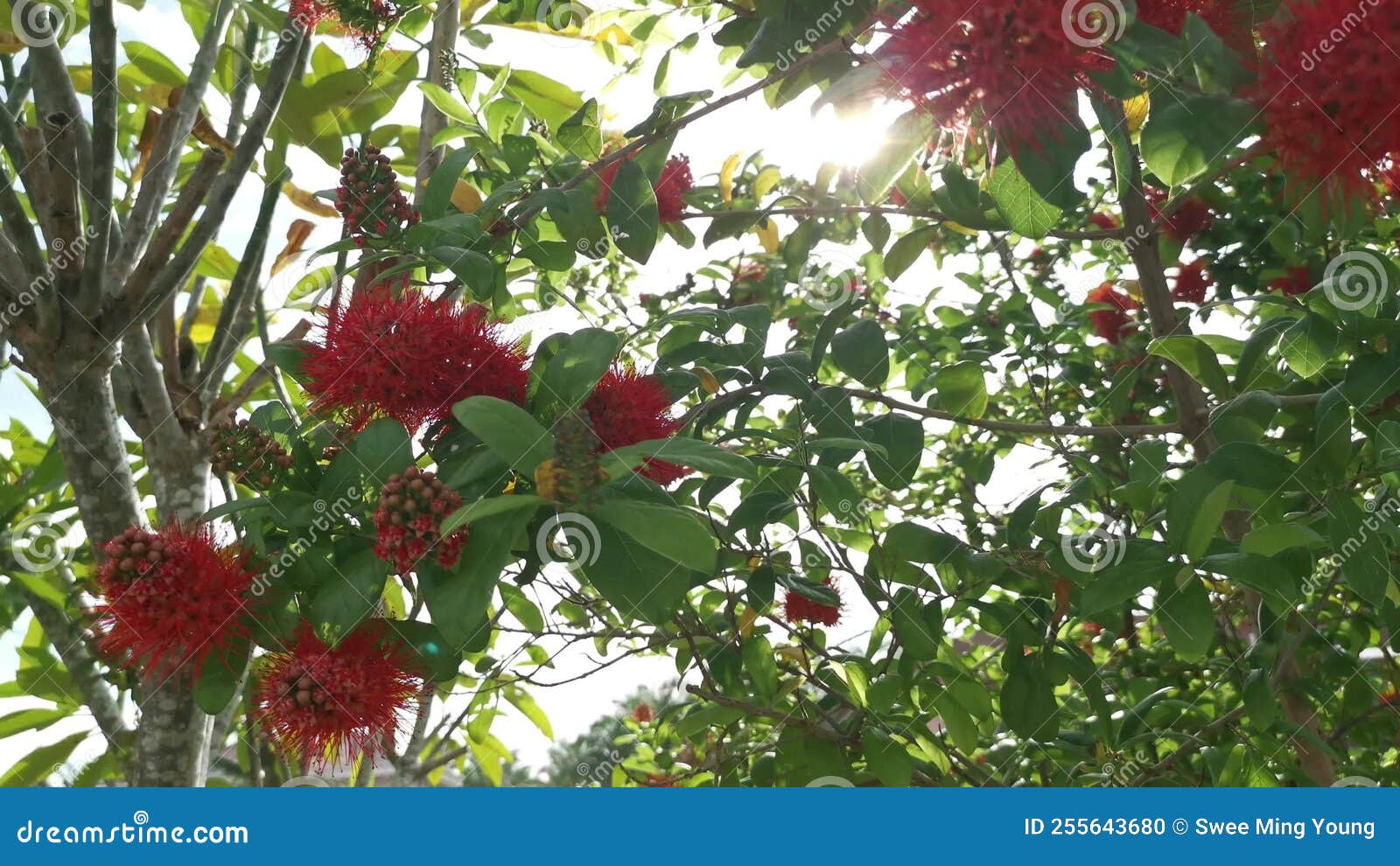 Exotic Combretum Constrictum Plant Tree Stock Footage - Video of ...