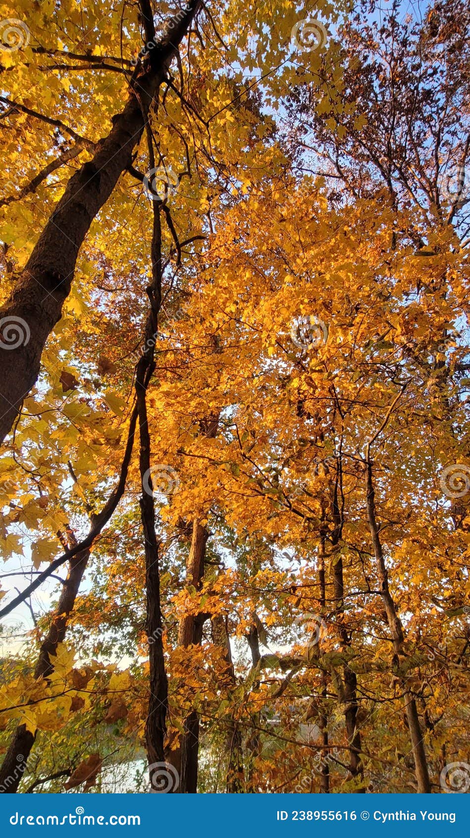 Tall Fall Trees stock photo. Image of deciduous, tree - 238955616